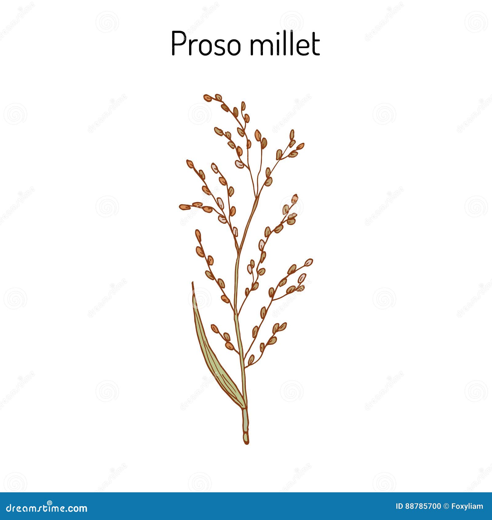 Panicum Miliaceum, Cereal Field Crop. Proso Millet With Seeds And Leaf ...