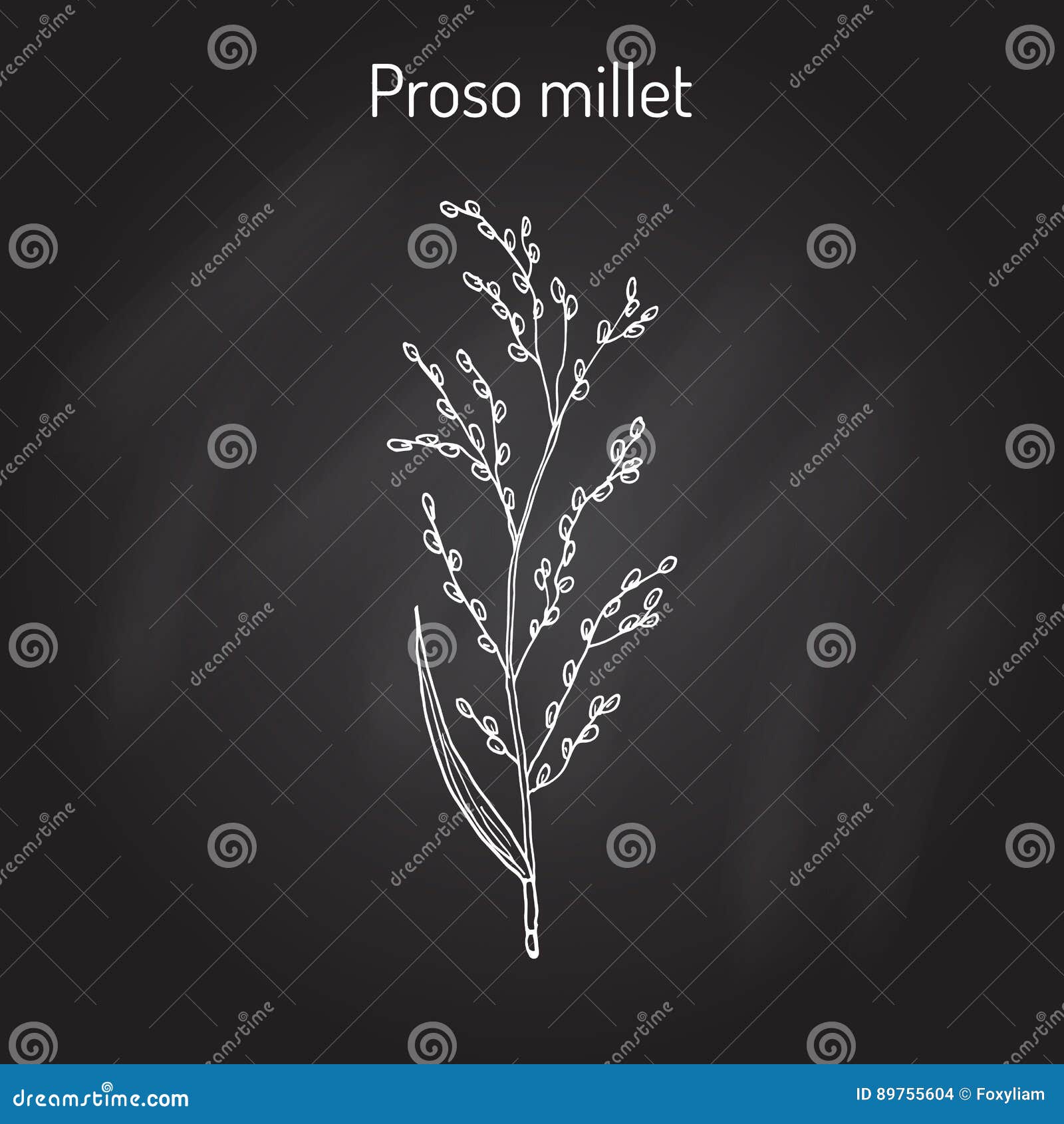 Proso Millet Panicum Miliaceum Stock Vector - Illustration of garden ...