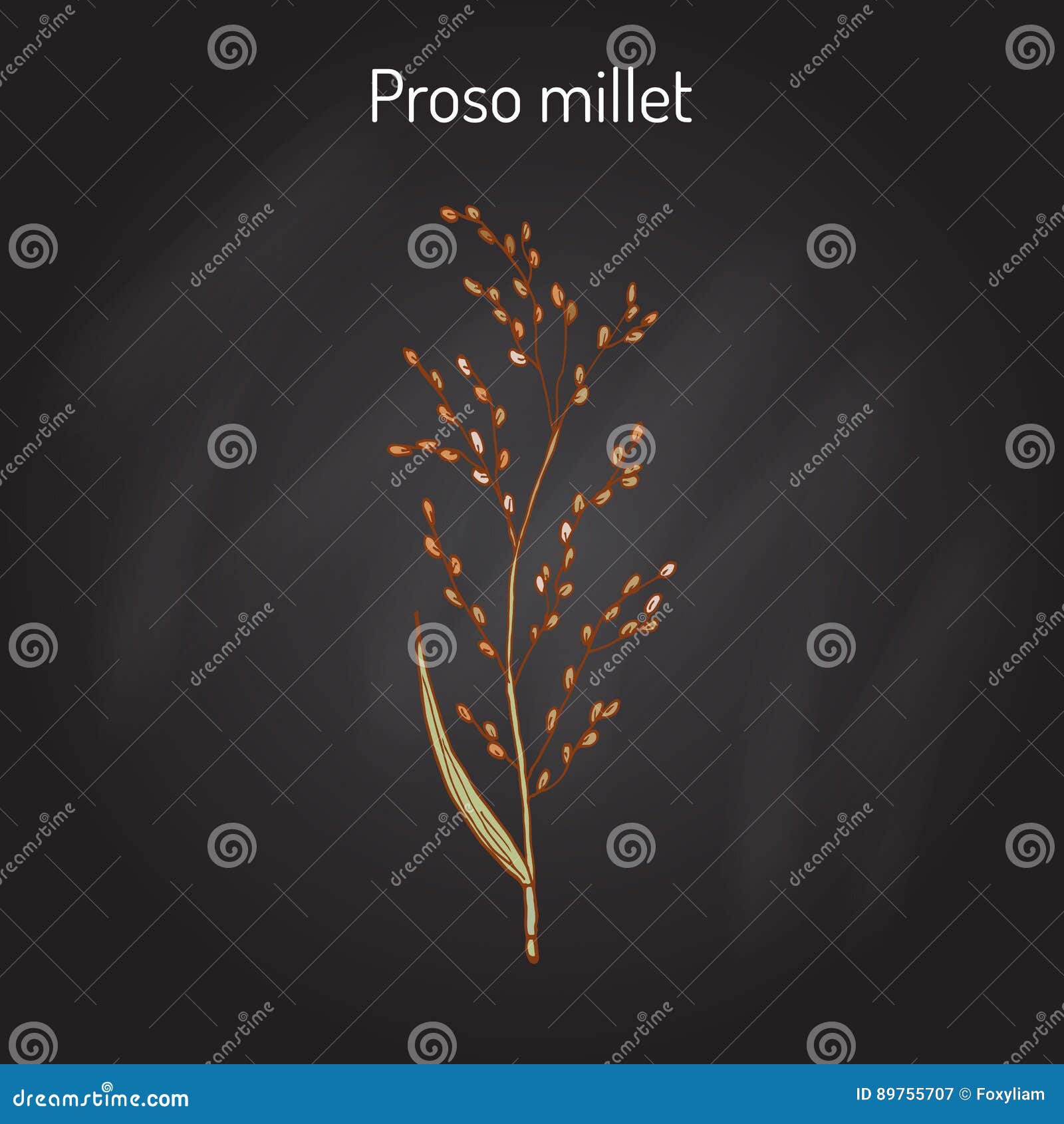 Proso Millet Panicum Miliaceum Stock Vector - Illustration of vector ...