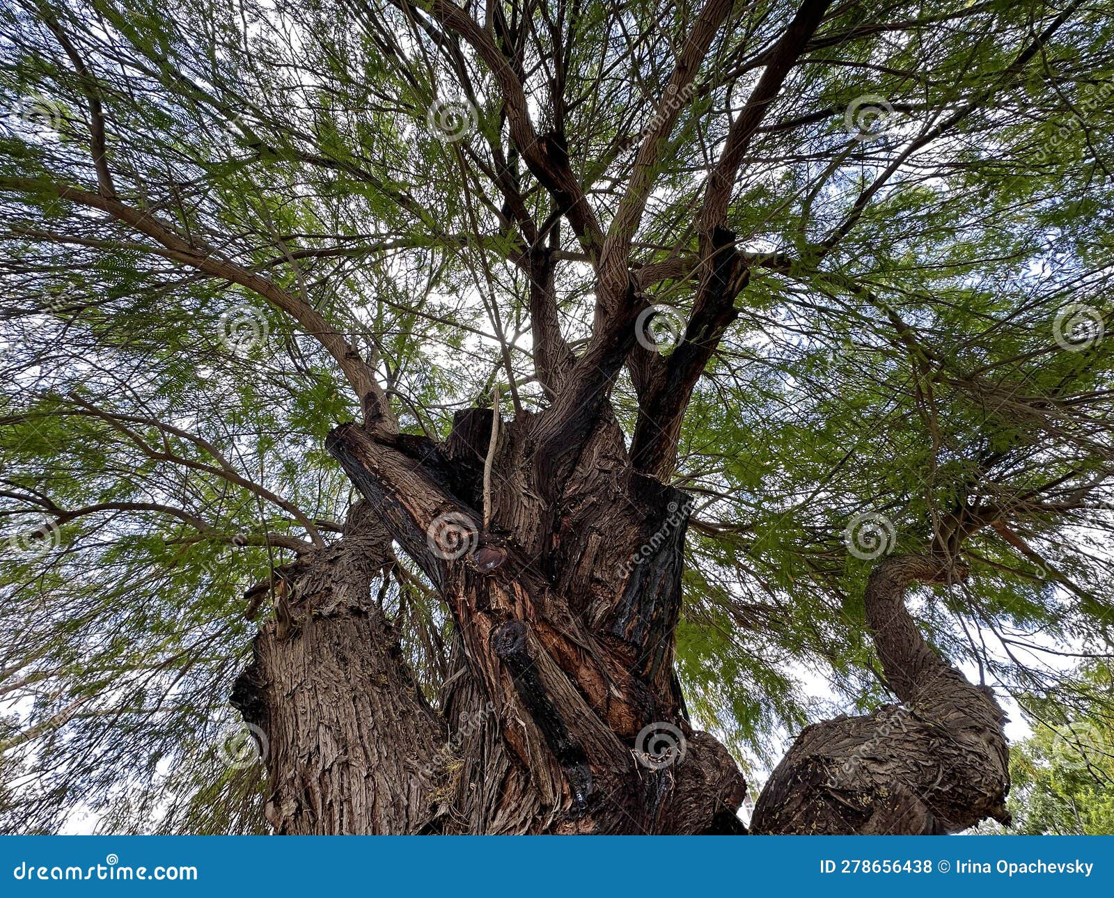Prosopis, or Mimosa, or Mesquito (lat. Prosopis Stock Photo - Image of ...