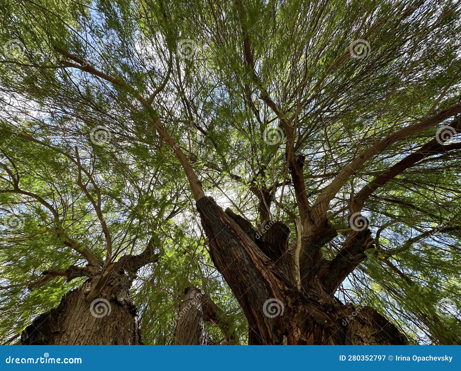 Prosopis, or Mimosa, or Mesquito (lat. Prosopis Stock Image - Image of ...