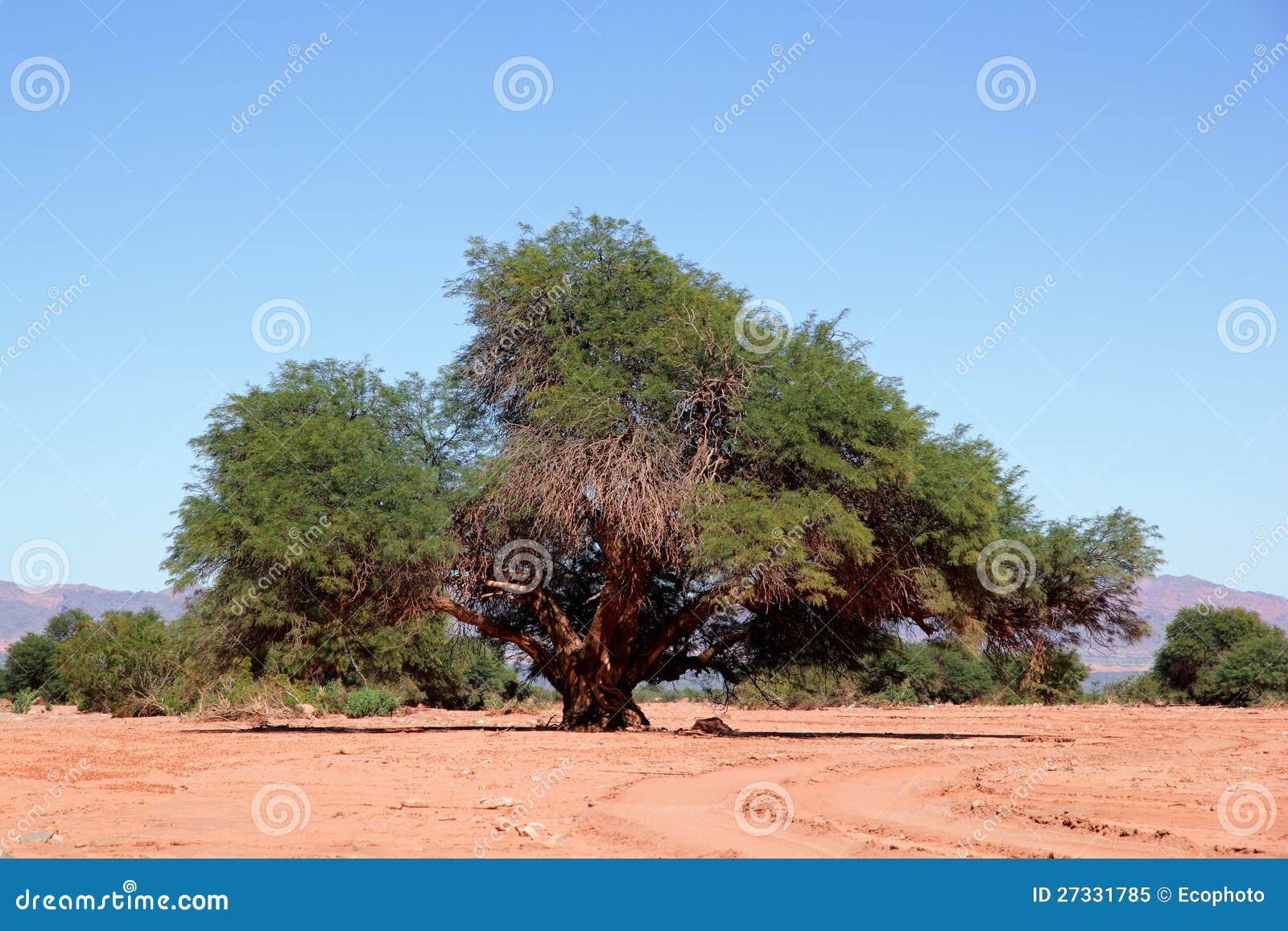 Prosopis tree stock image. Image of vegetation, tree - 27331785