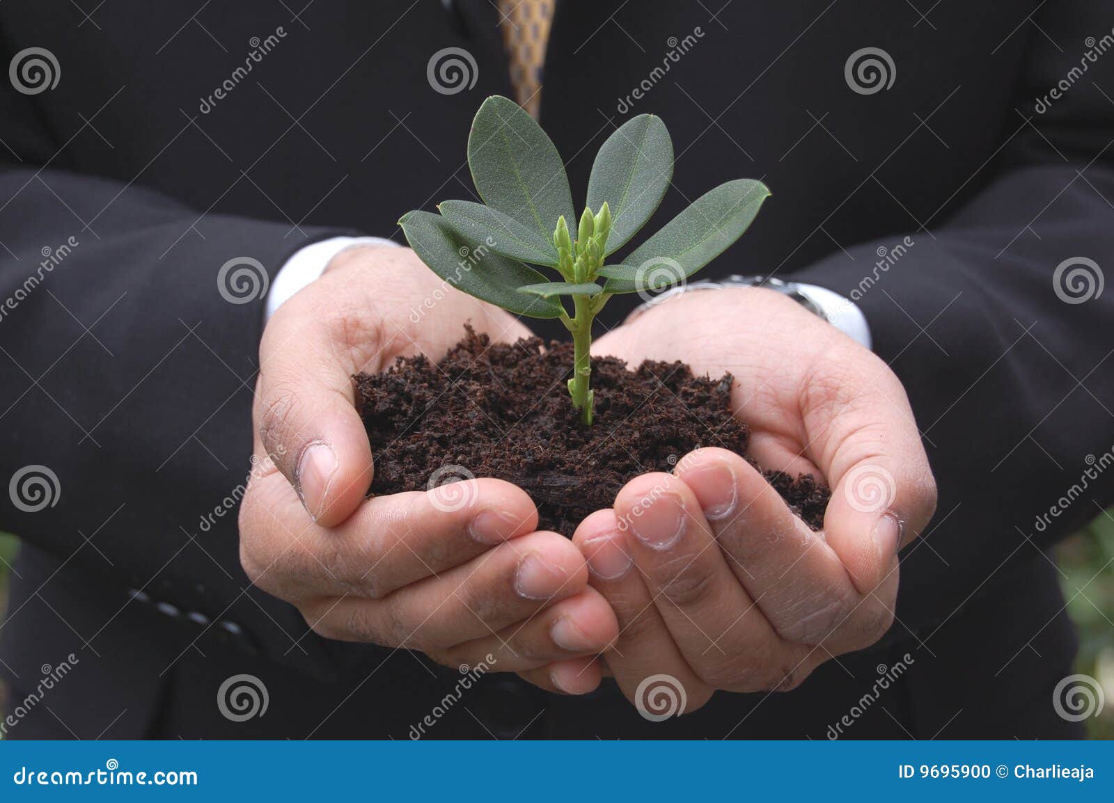 Prosper stock photo. Image of root, grow, hand, success - 9695900
