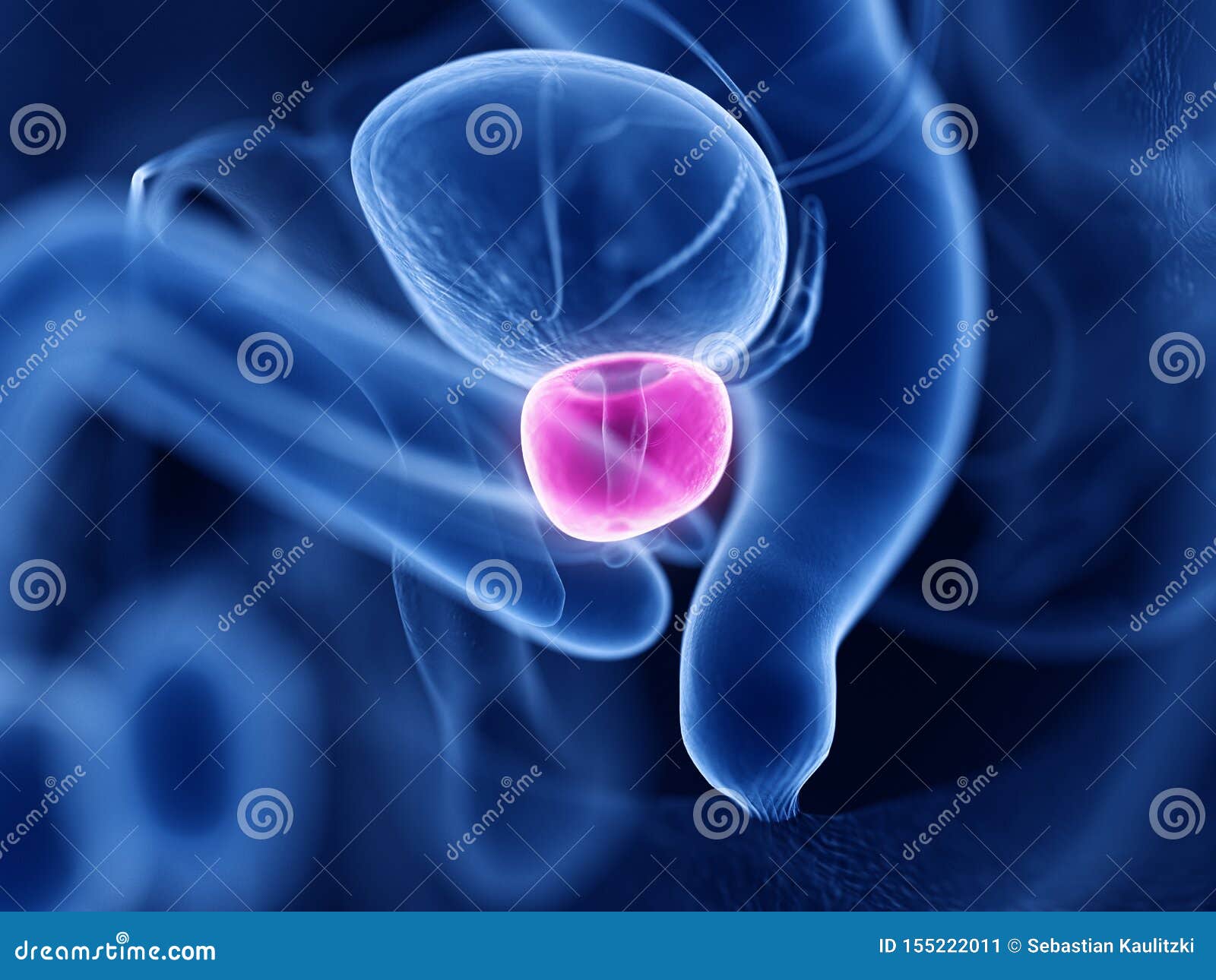 The prostate stock illustration. Illustration of rendering - 155222011