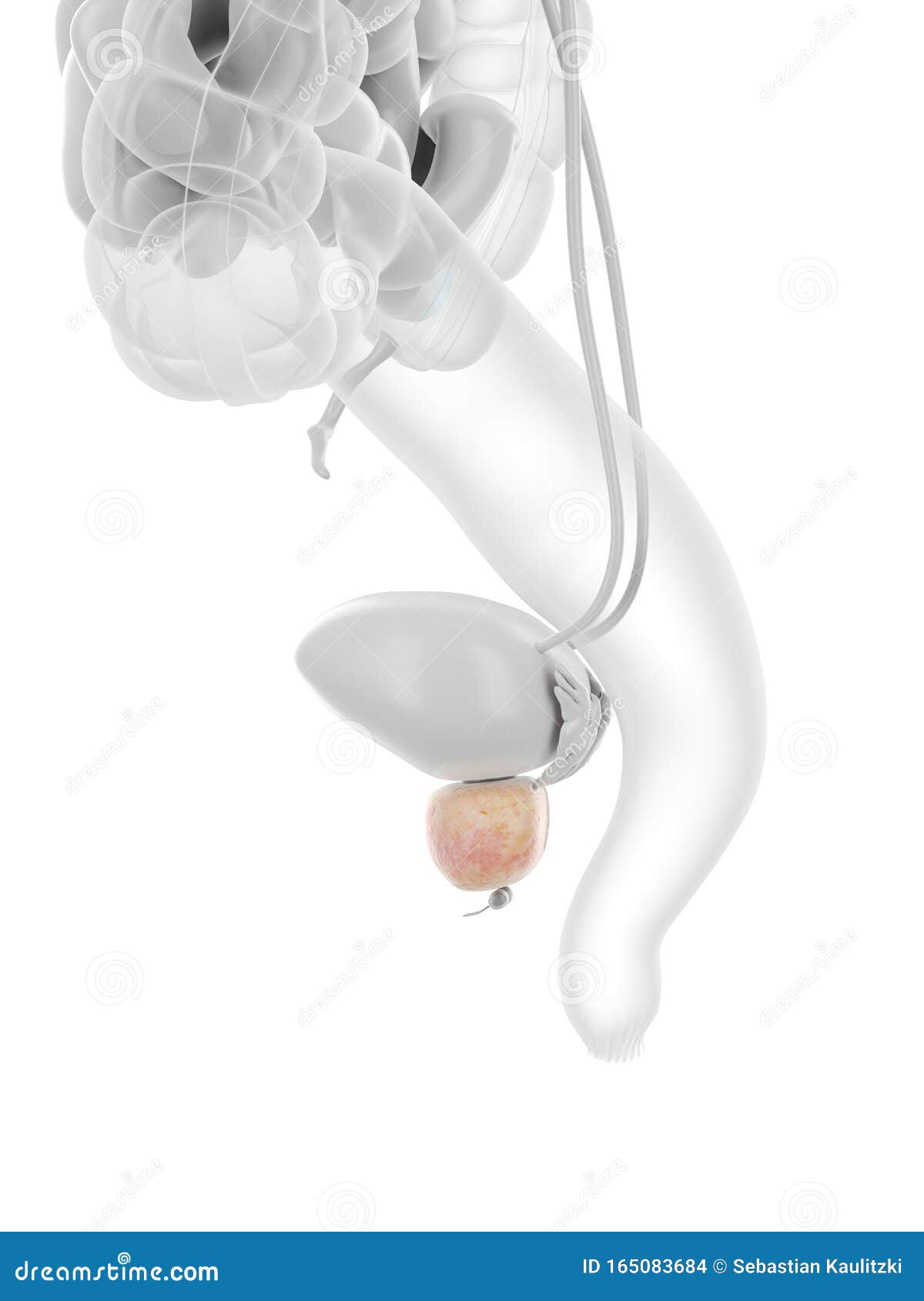 The prostate stock illustration. Illustration of graphic - 165083684