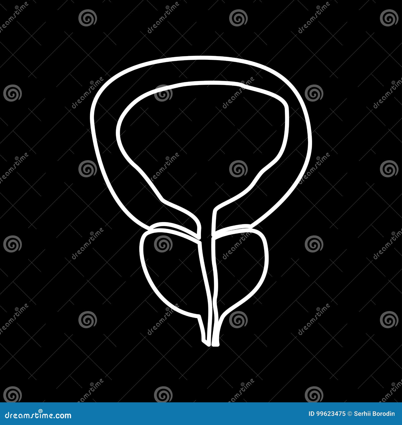 The Prostate Gland and Bladder Icon. Stock Vector - Illustration of ...