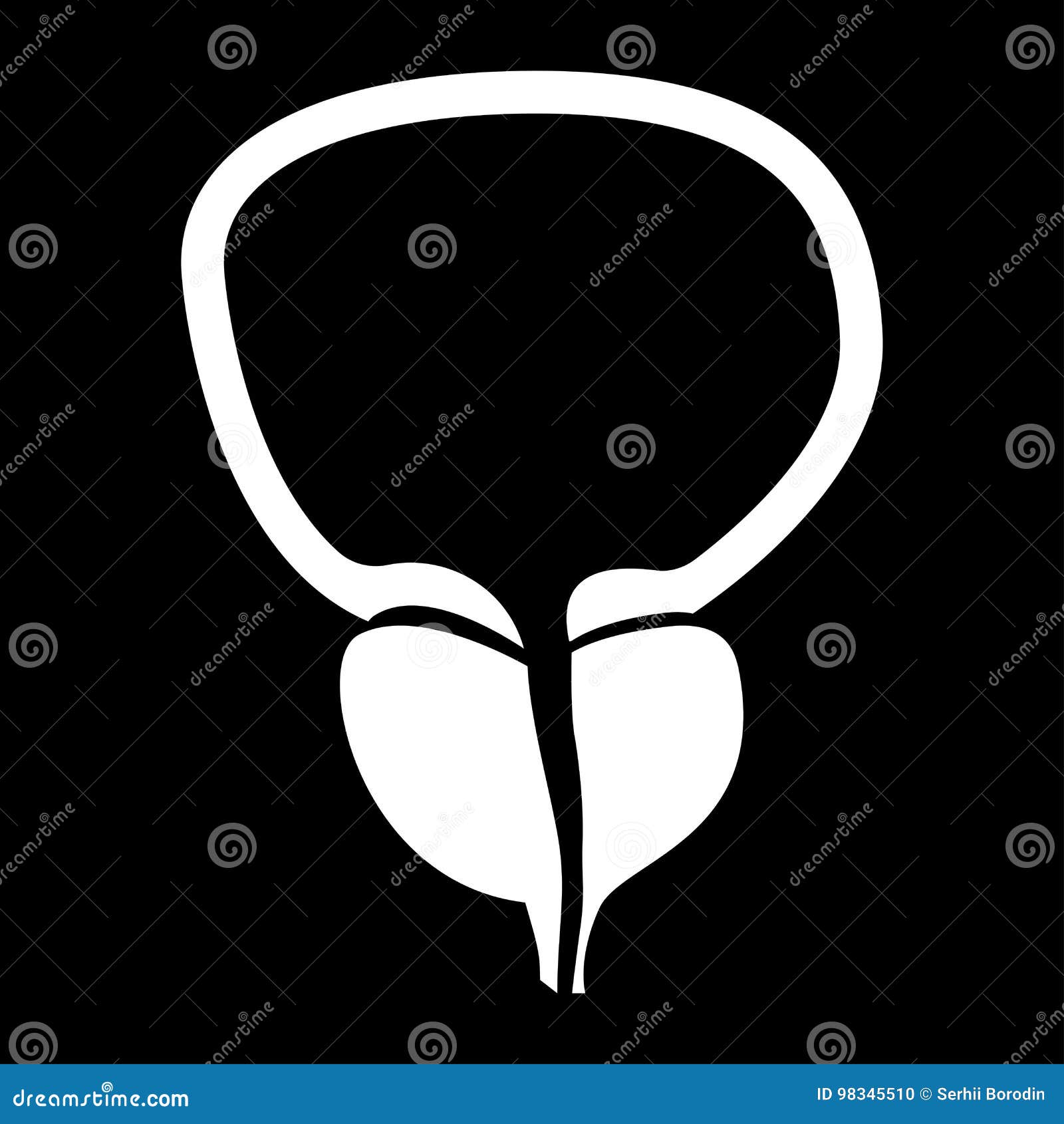 Bladder Or White Campion Silene Latifolia , Medicinal Plant Vector ...