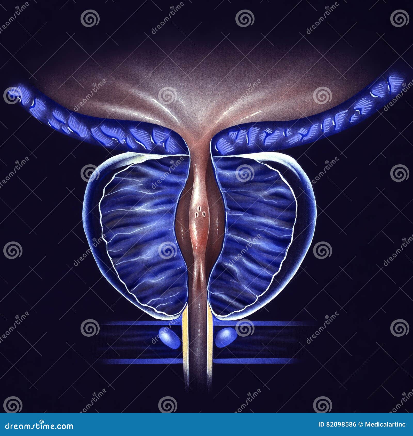 Prostate Gland - Normal - False Color Stock Illustration - Illustration ...