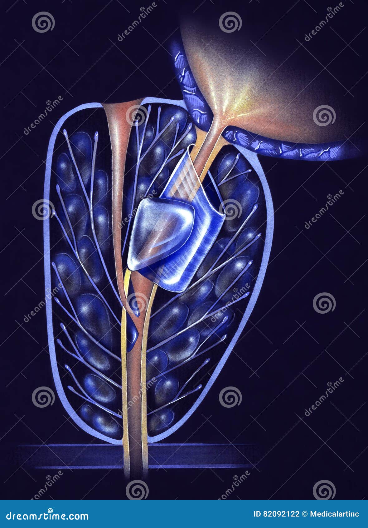 Prostate Gland - Side View - False Color Stock Photo - Image of side ...