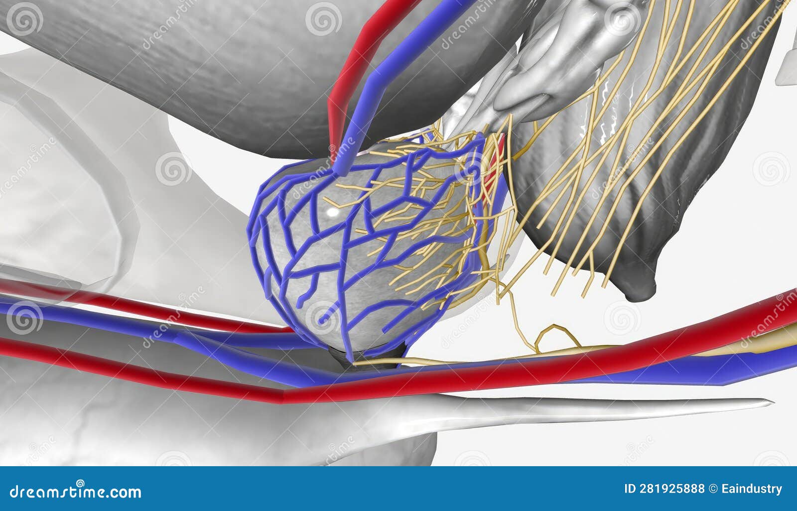 The Prostate is Supplied with Oxygenated Blood by Several Arteri Stock ...