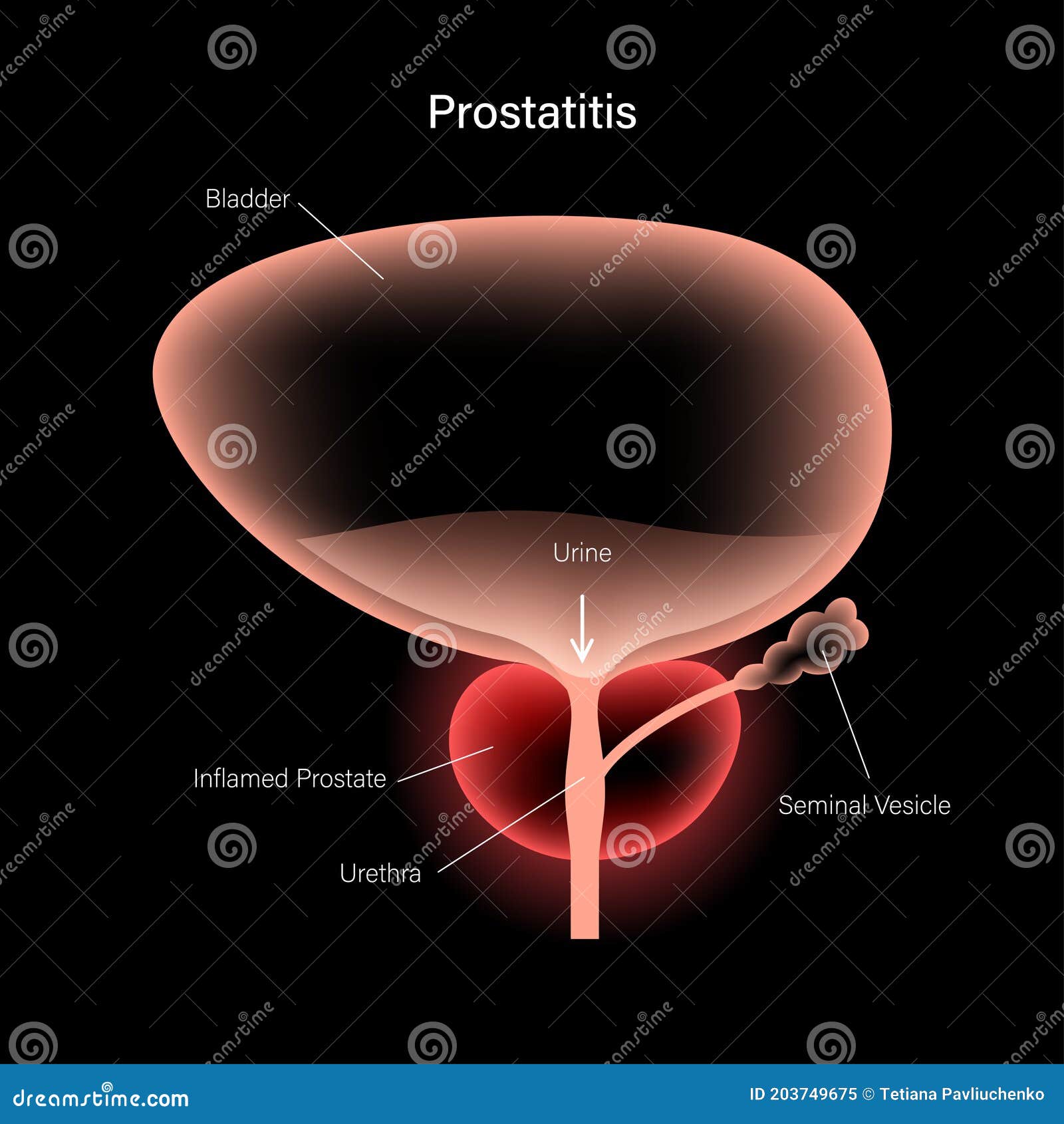 Normal bones concept stock illustration. Illustration of urinary ...
