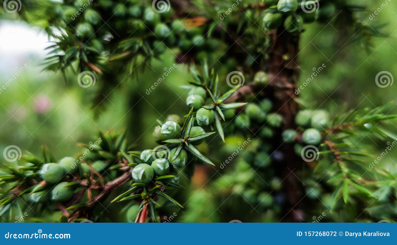Prostrate Juniper Juniperus Communis Branch Close Up Macro Stock Photo ...