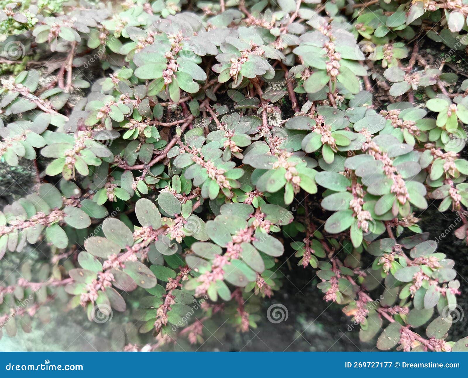 Prostrate Sandmat (a Traditional Chinese Medicinal Plant) Grows Wild on ...