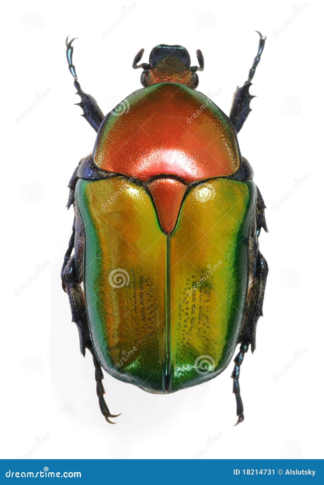 Protaetia (Potosia) Cuprea Ignicollis Stock Image - Image of isolated ...