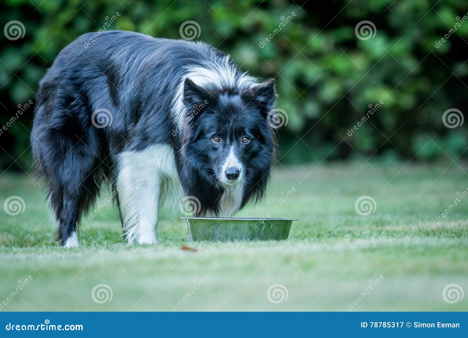 Protagonizar El Border Collie Blanco Y Negro Imagen de archivo - Imagen ...