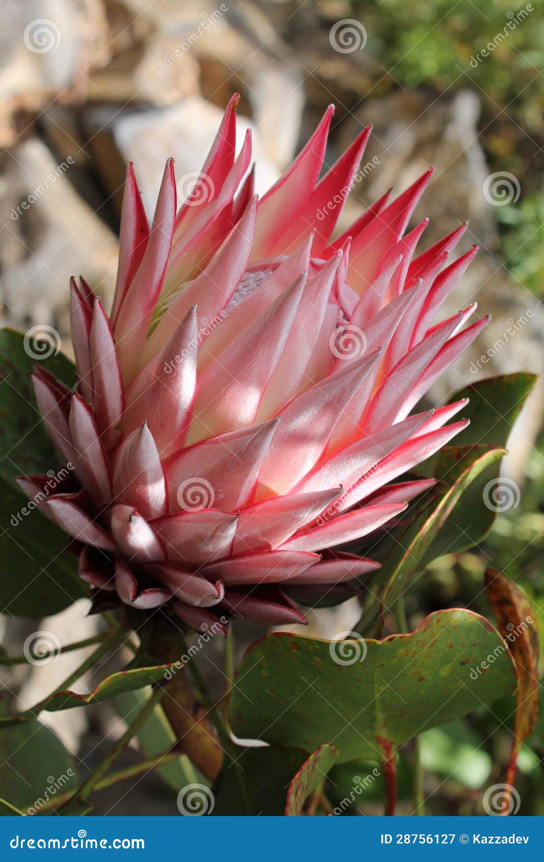 Protea stock image. Image of flower, protea, plant, garden - 28756127