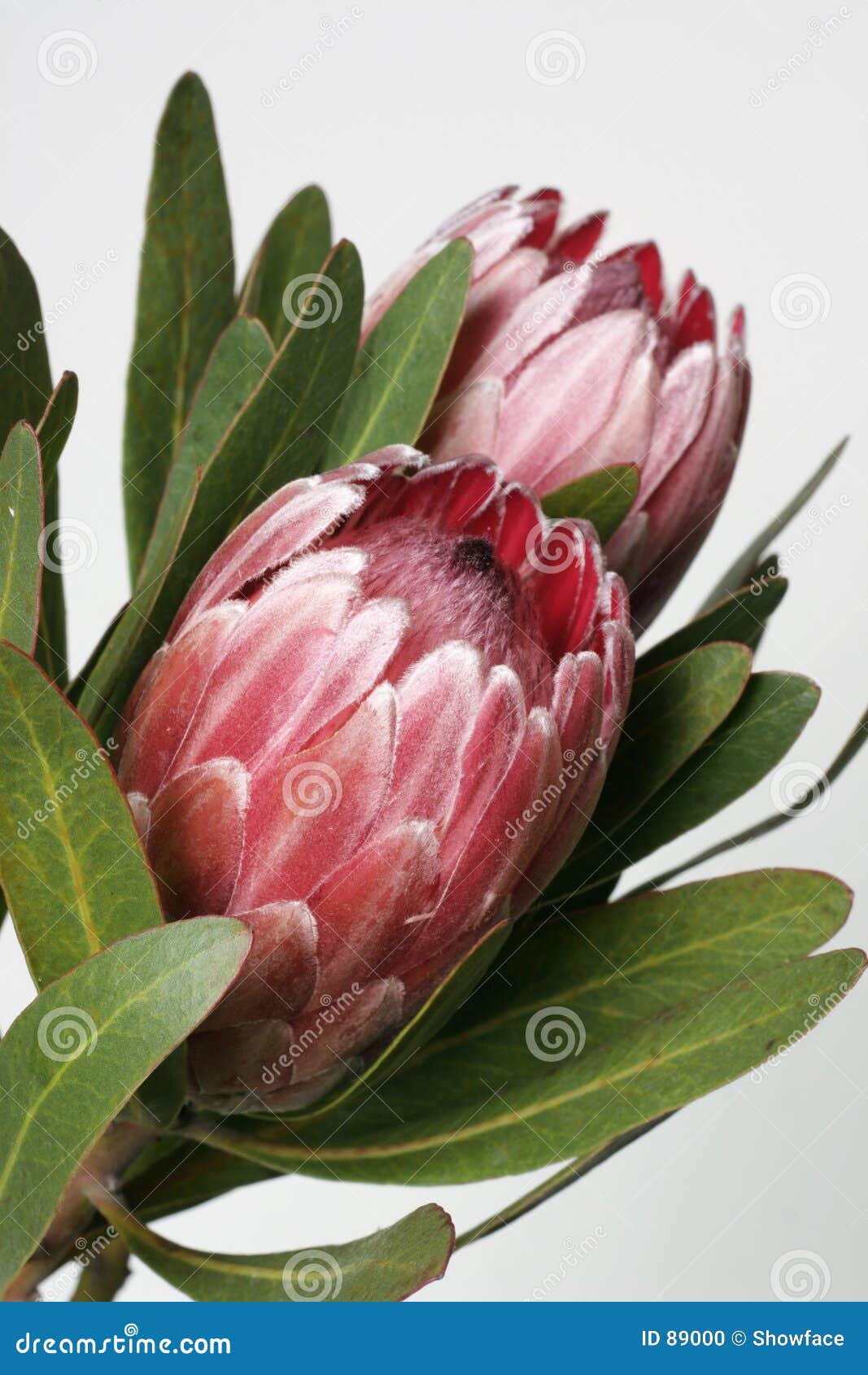 Protea stock photo. Image of colours, australian, spring - 89000