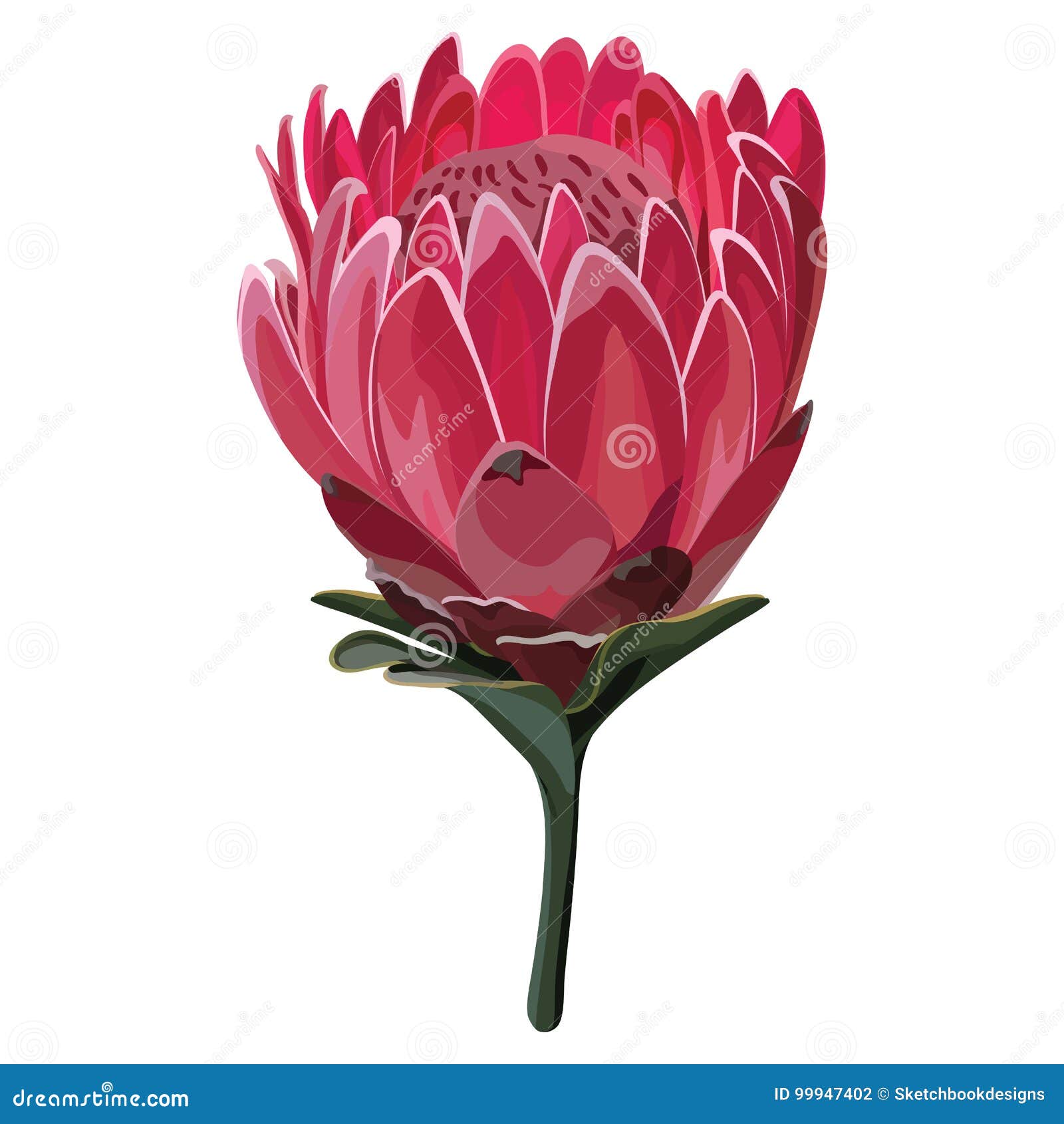 Protea Flower Vector