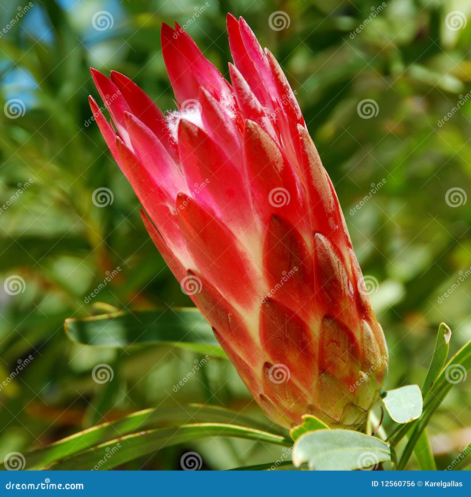 Protea flower stock photo. Image of bloom, nature, south - 12560756