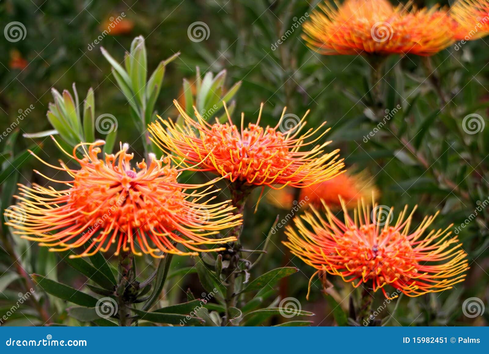 Protea Flower stock image. Image of gardens, simple, flora - 15982451