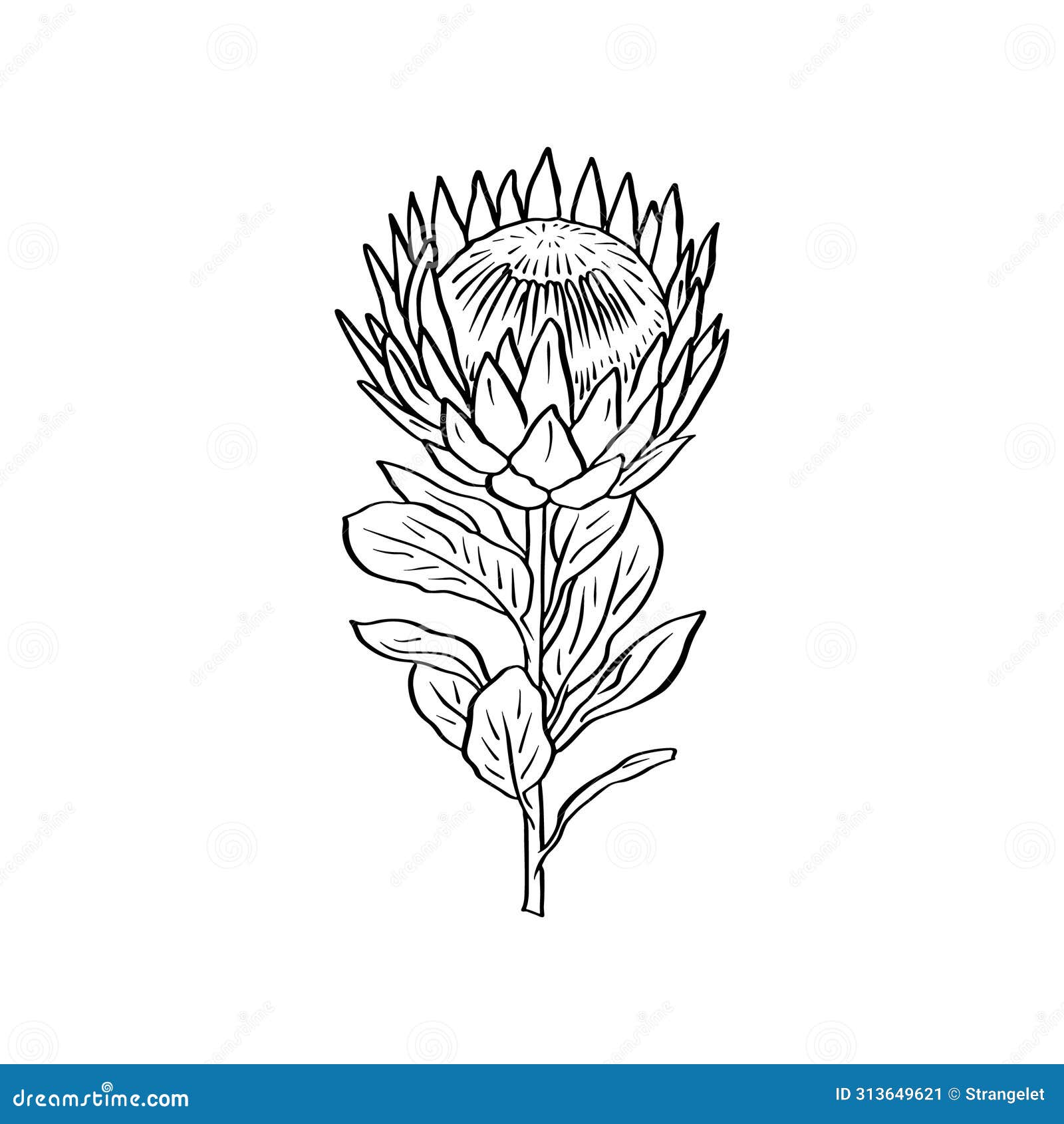 Protea Flower Black Line Art Isolated on White Stock Vector ...