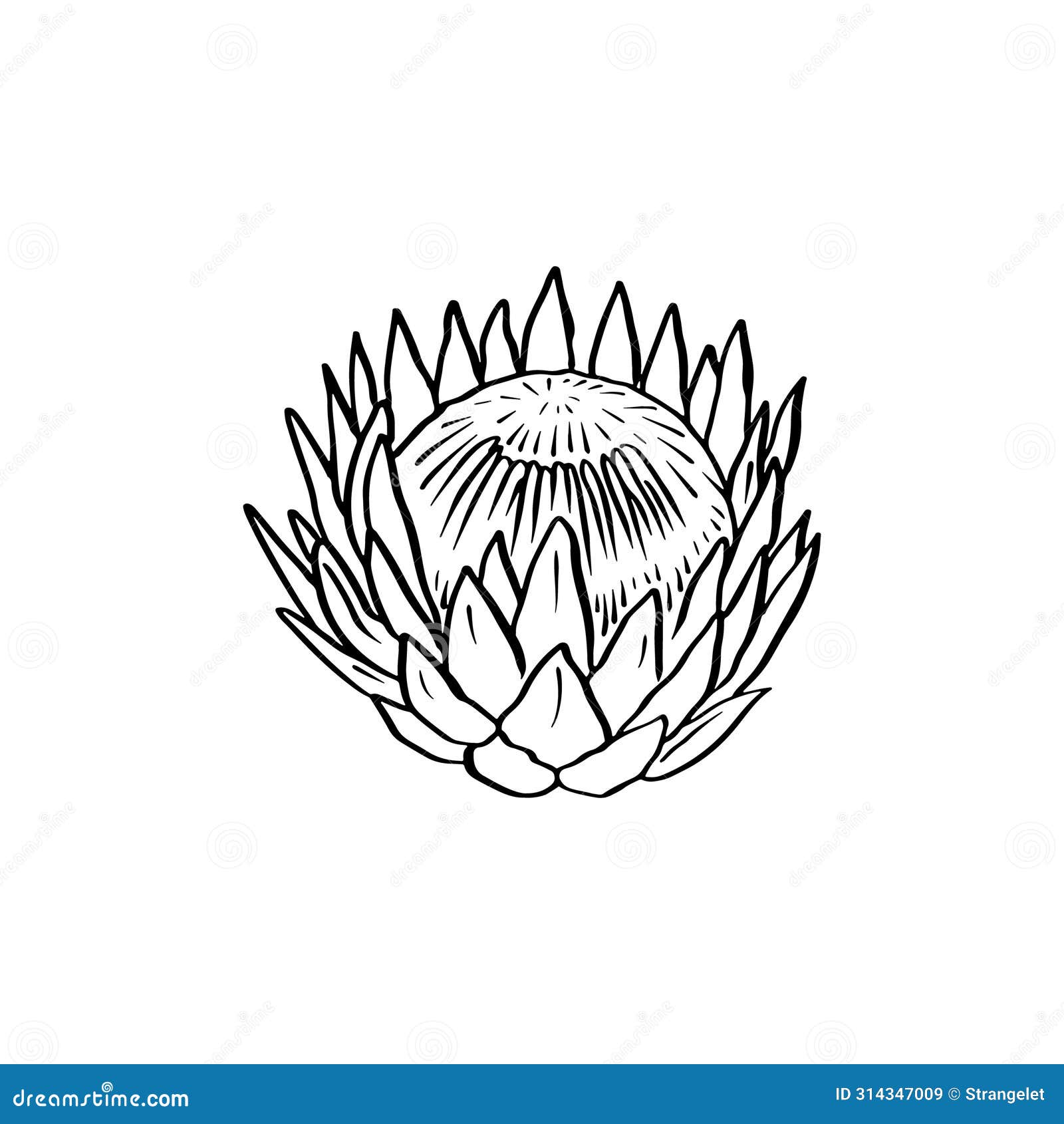 Protea Flower Black Line Art Isolated on White Stock Vector ...
