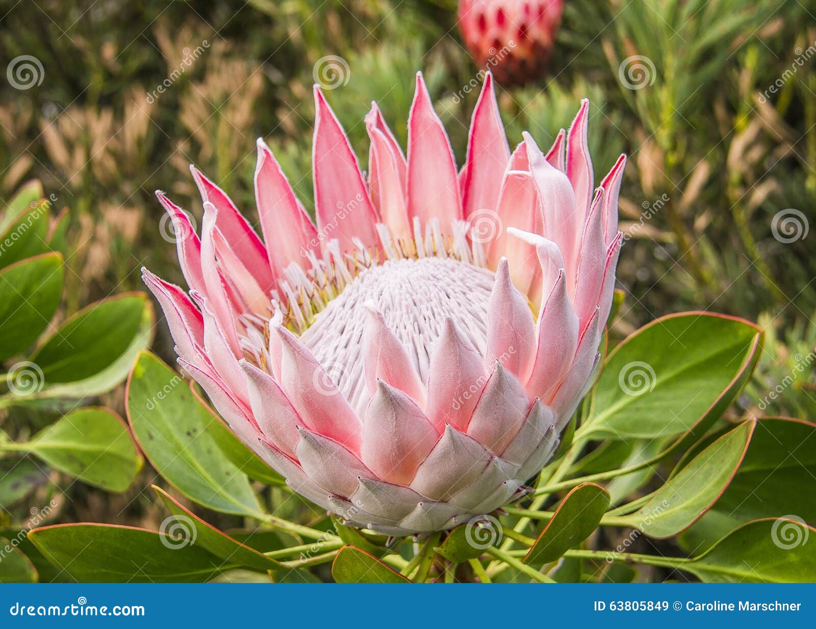 Protea Flower stock image. Image of colours, flora, floral - 63805849