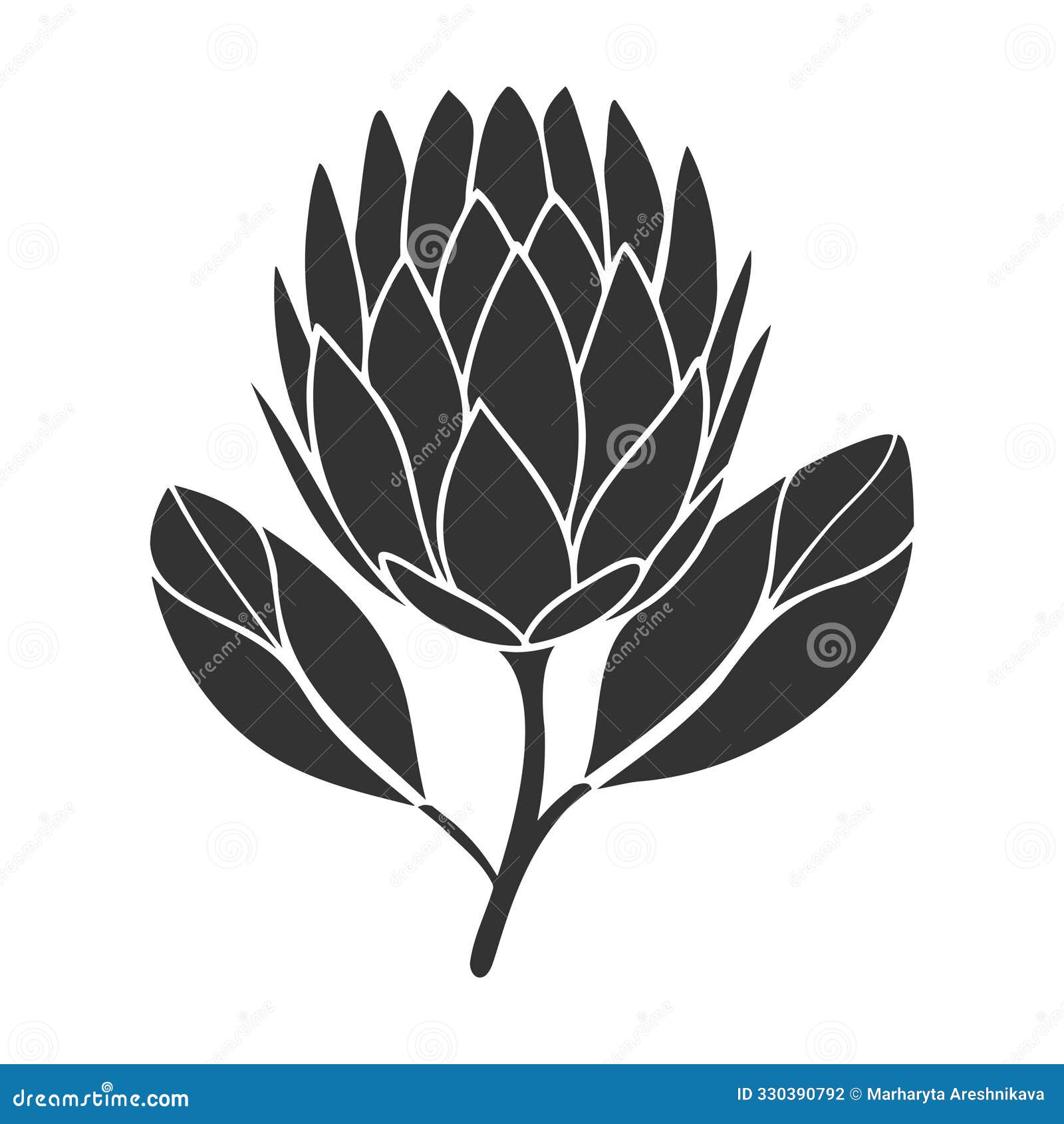 Protea Flower Silhouette Black Stylized Drawing Isolated on White ...