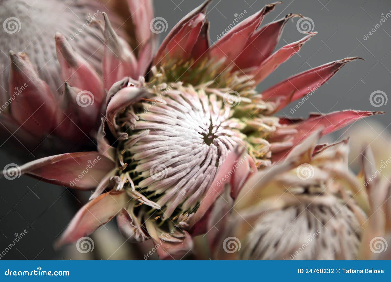 Protea flowers stock photo. Image of color, botany, protea - 24760232