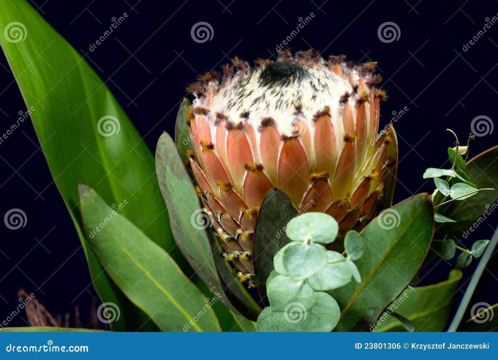 Protea neriifolia stock photo. Image of petal, leaf, bloom - 23801306