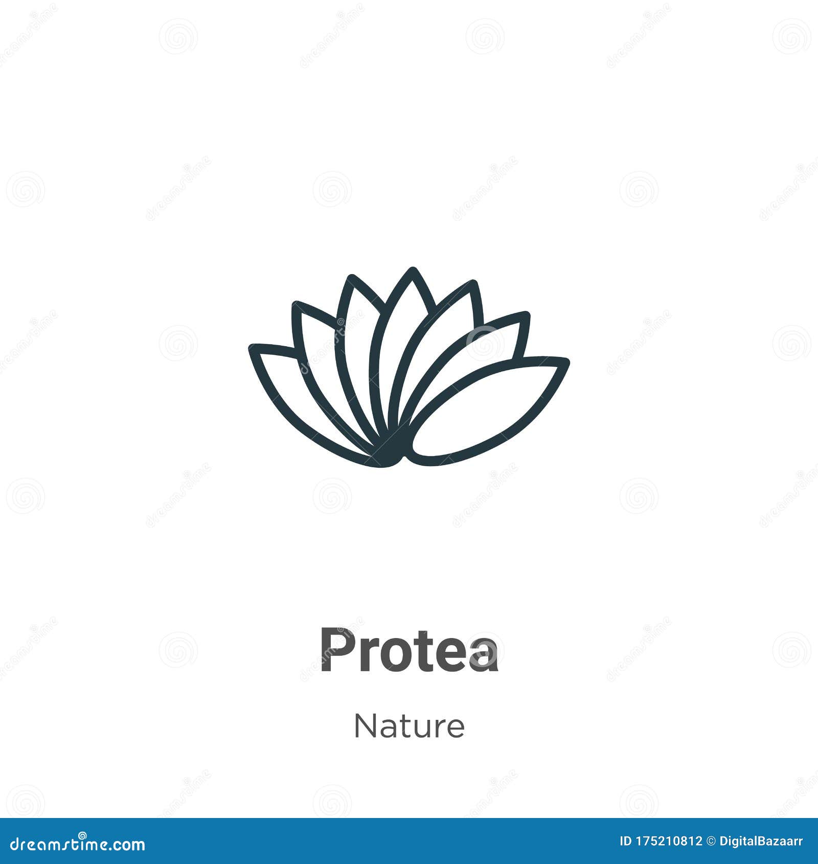 Protea Outline Vector Icon. Thin Line Black Protea Icon, Flat Vector ...