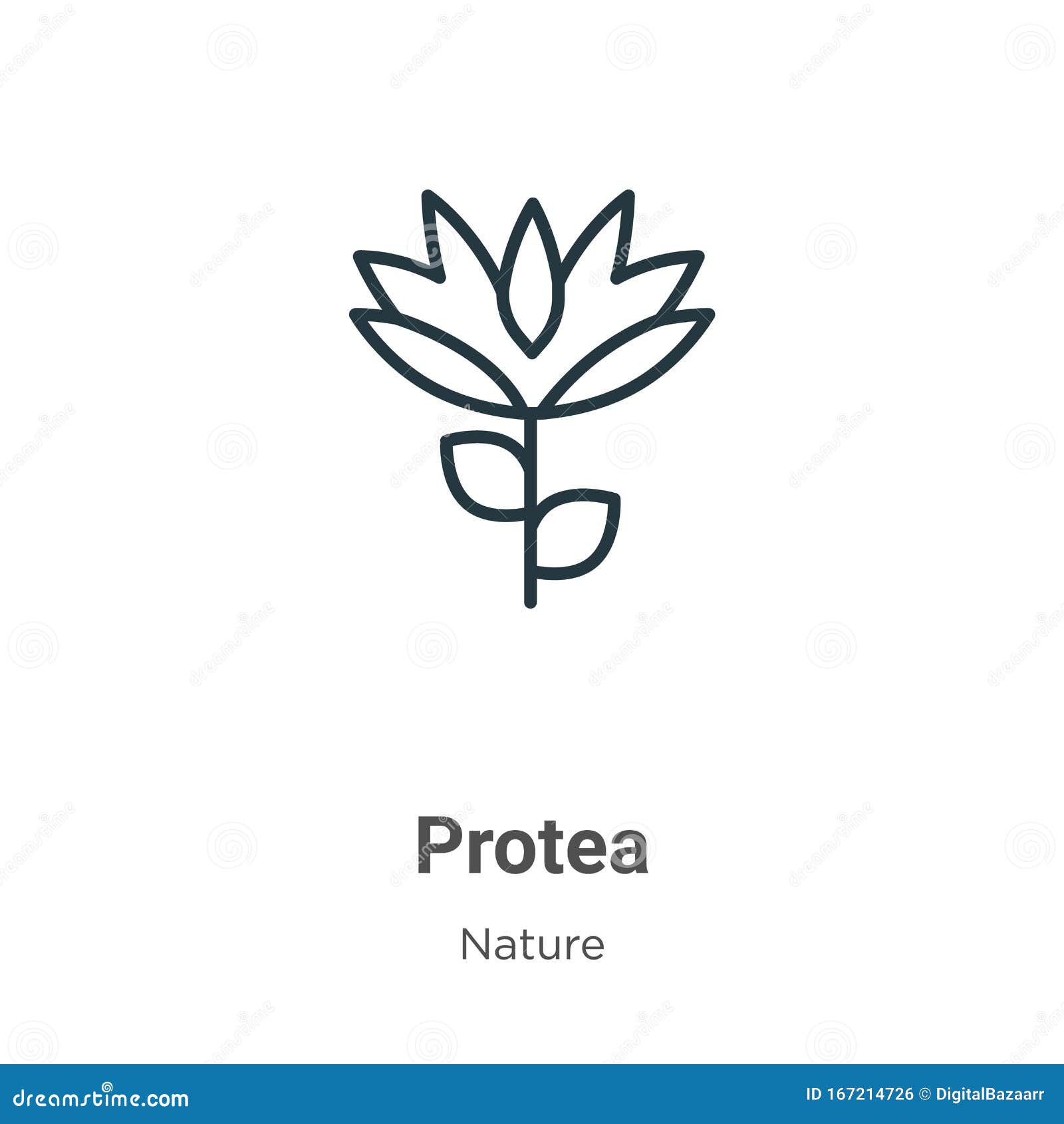 Protea Outline Vector Icon. Thin Line Black Protea Icon, Flat Vector ...