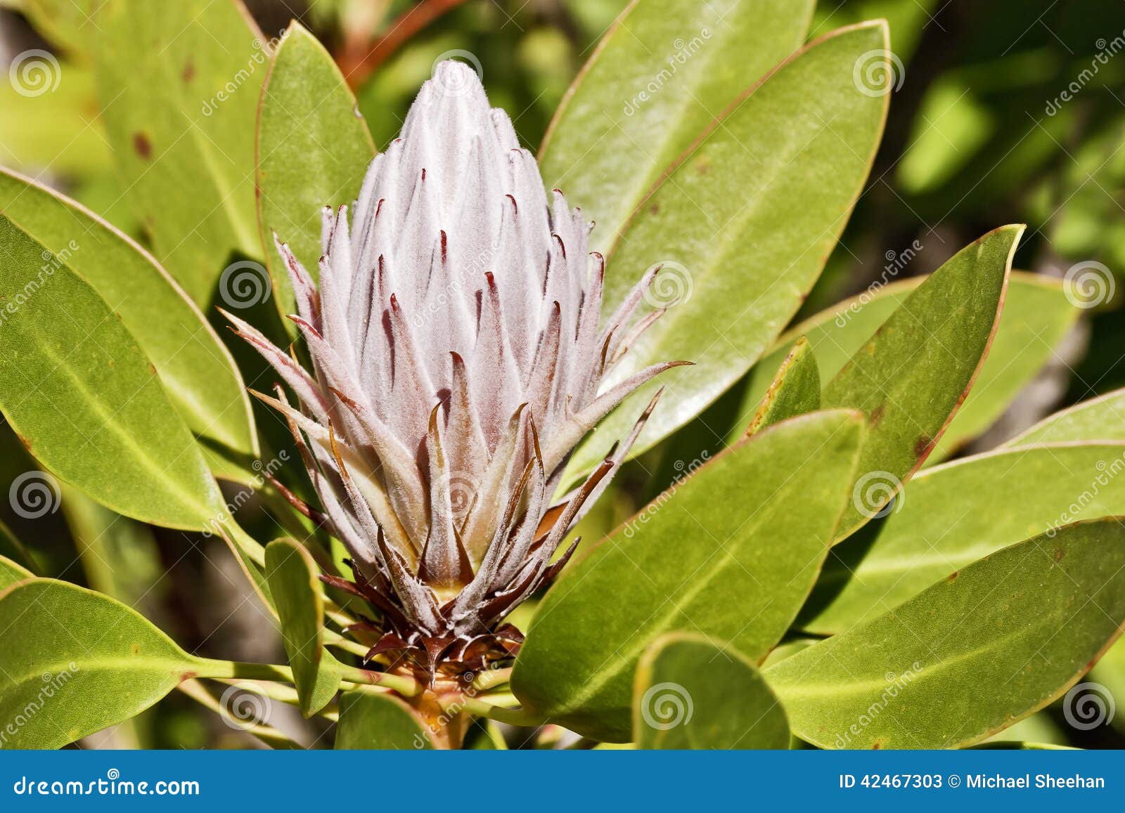 Protea plant in the wild stock image. Image of florets - 42467303