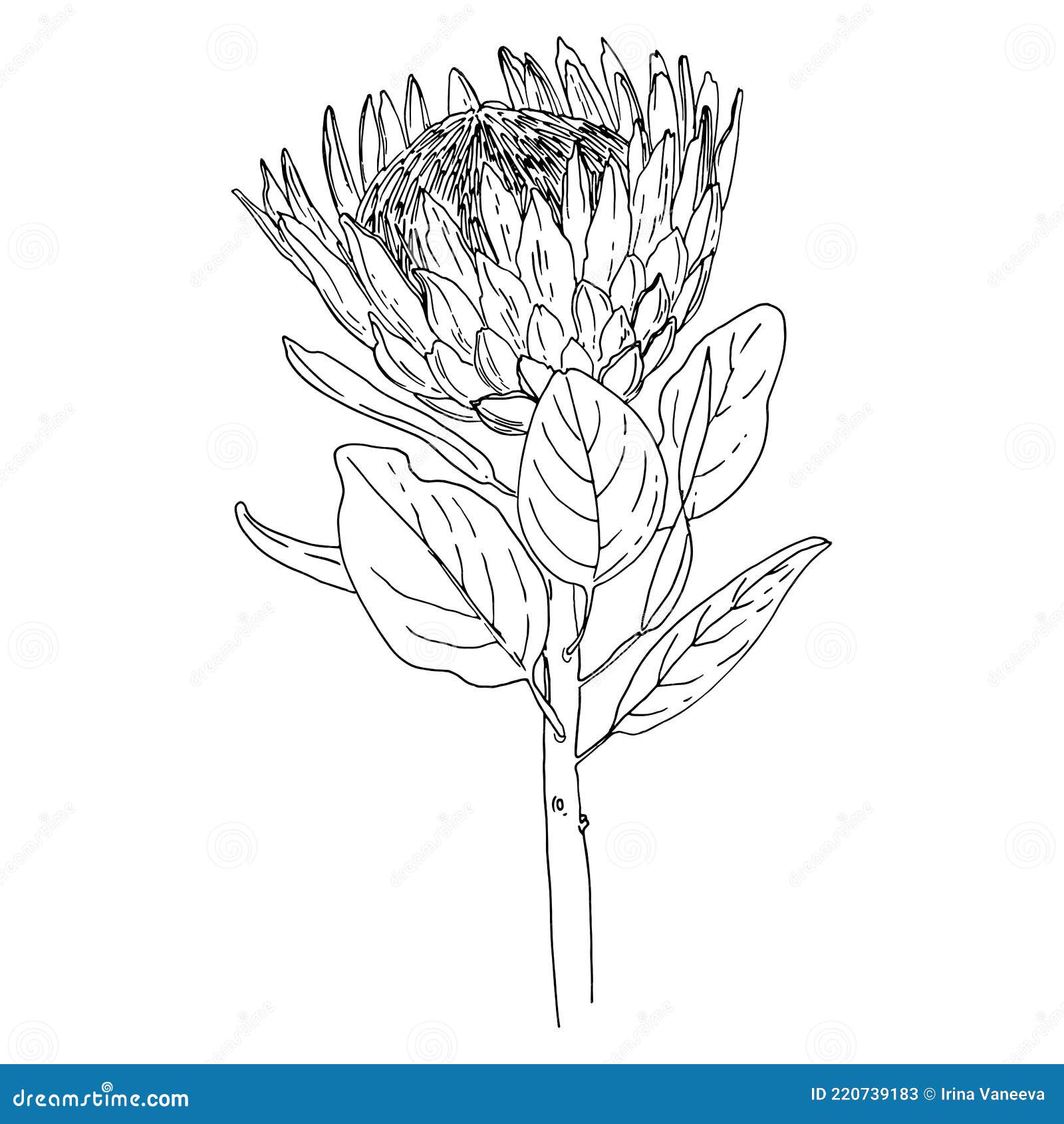 Protea Vector Icon On White Background. Flat Vector Protea Icon Symbol ...