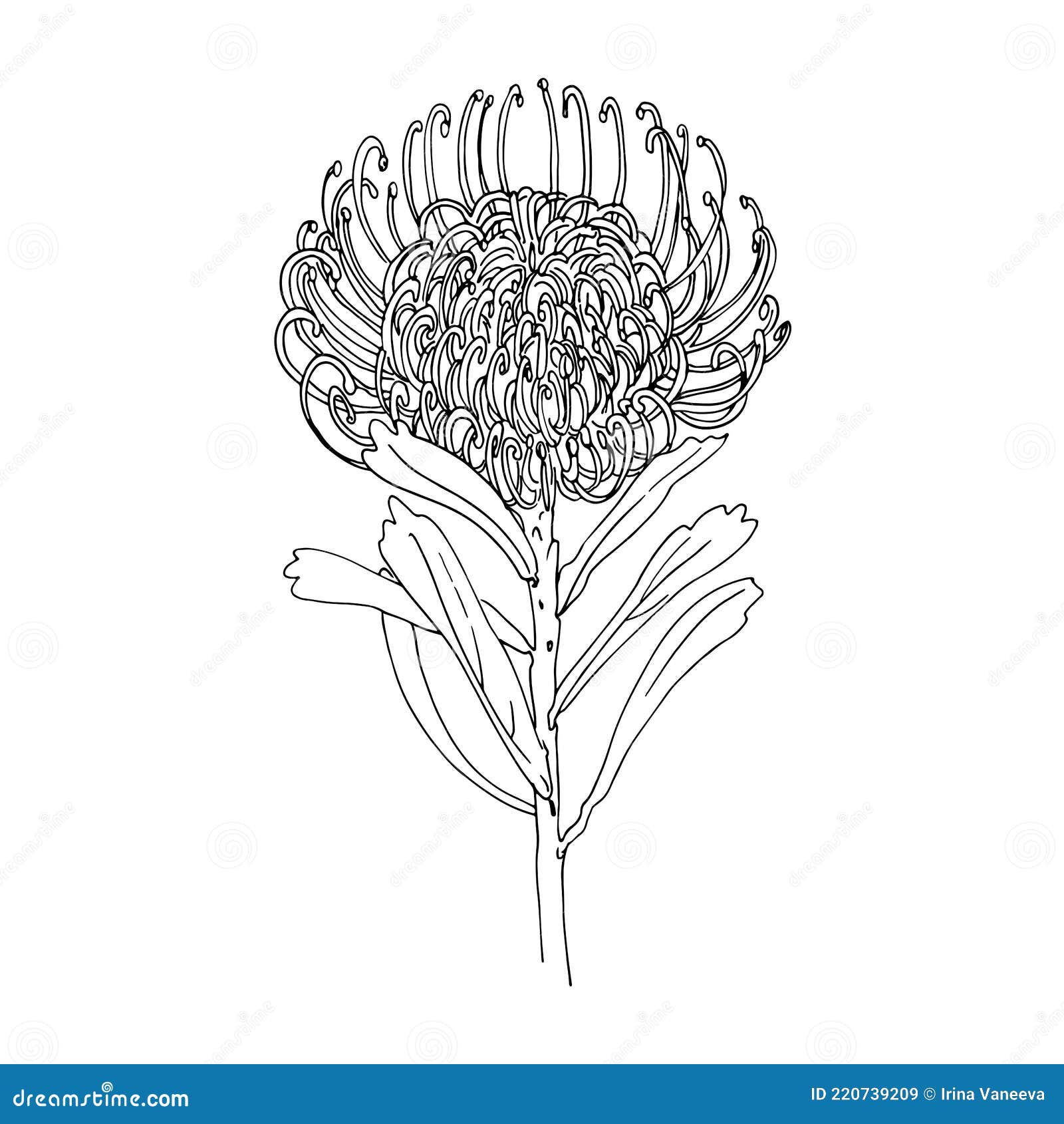 Protea Vector Icon On White Background. Flat Vector Protea Icon Symbol ...