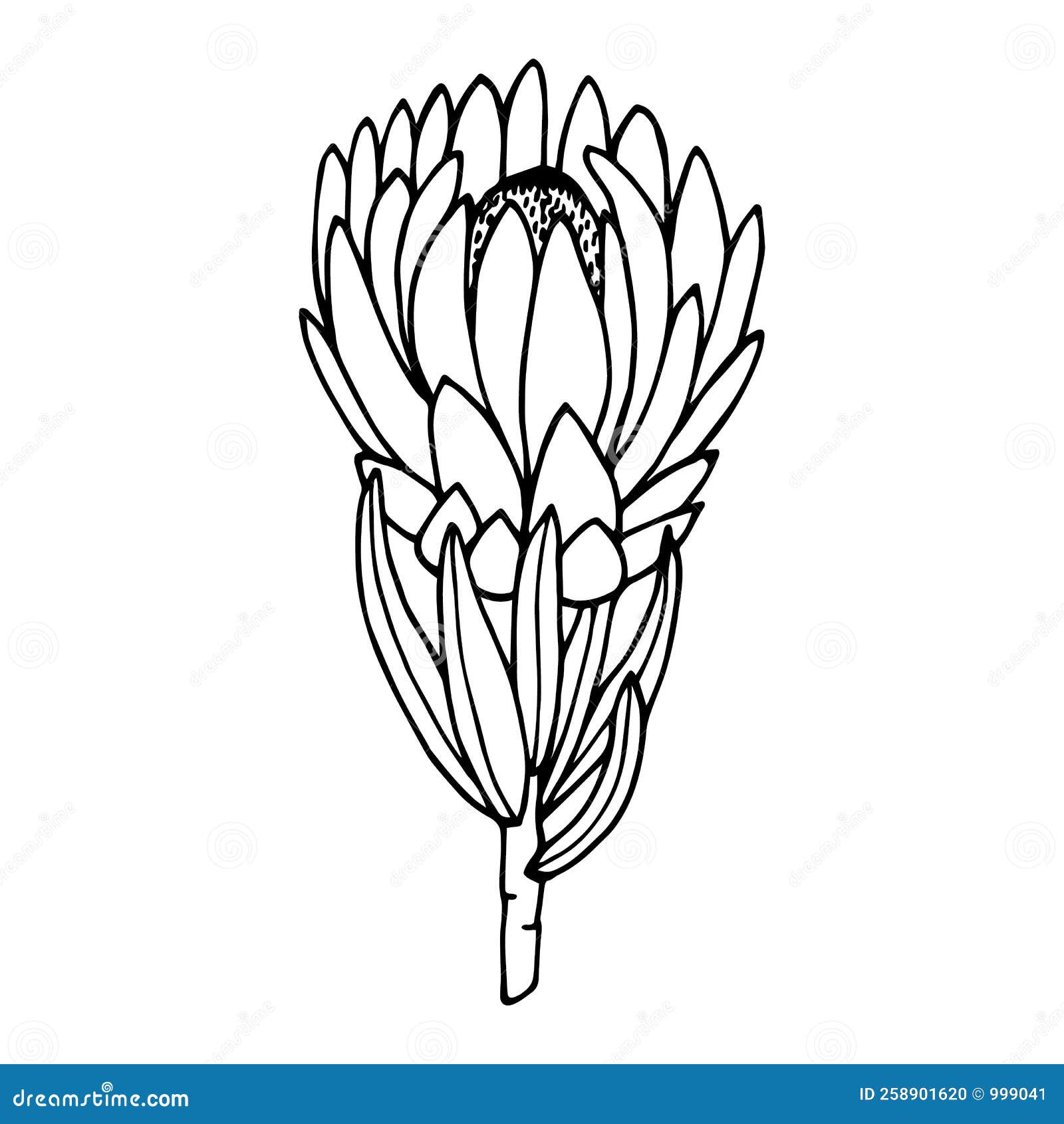 Protea Outline. Line Art Tropical Plants. Floral Line Art. Flower ...