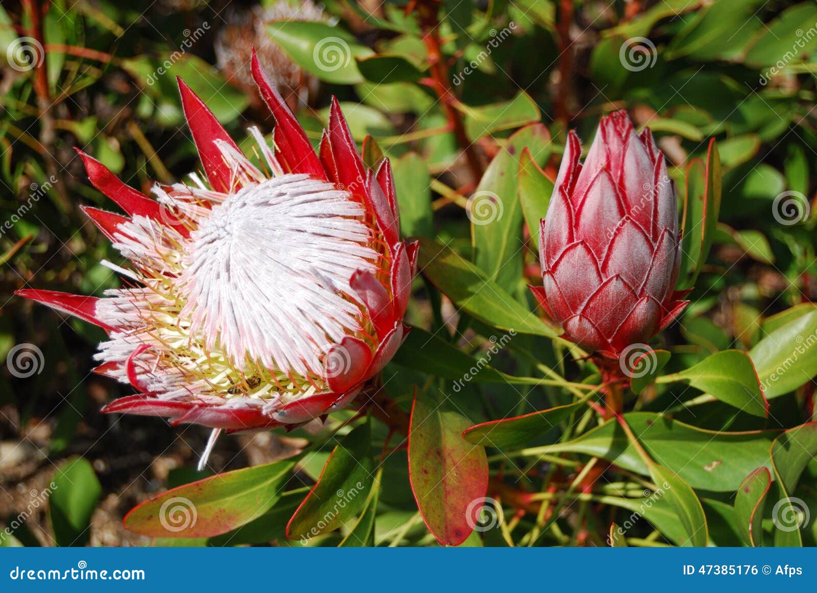 Proteas de la flor foto de archivo. Imagen de flores - 47385176