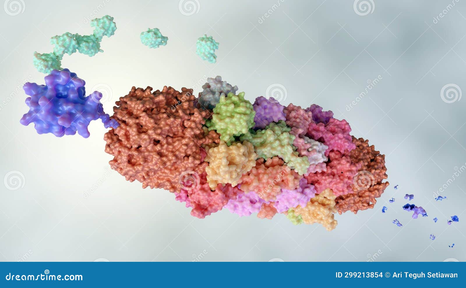 Proteasomes is Breaking Down Protein Molecule Stock Illustration ...