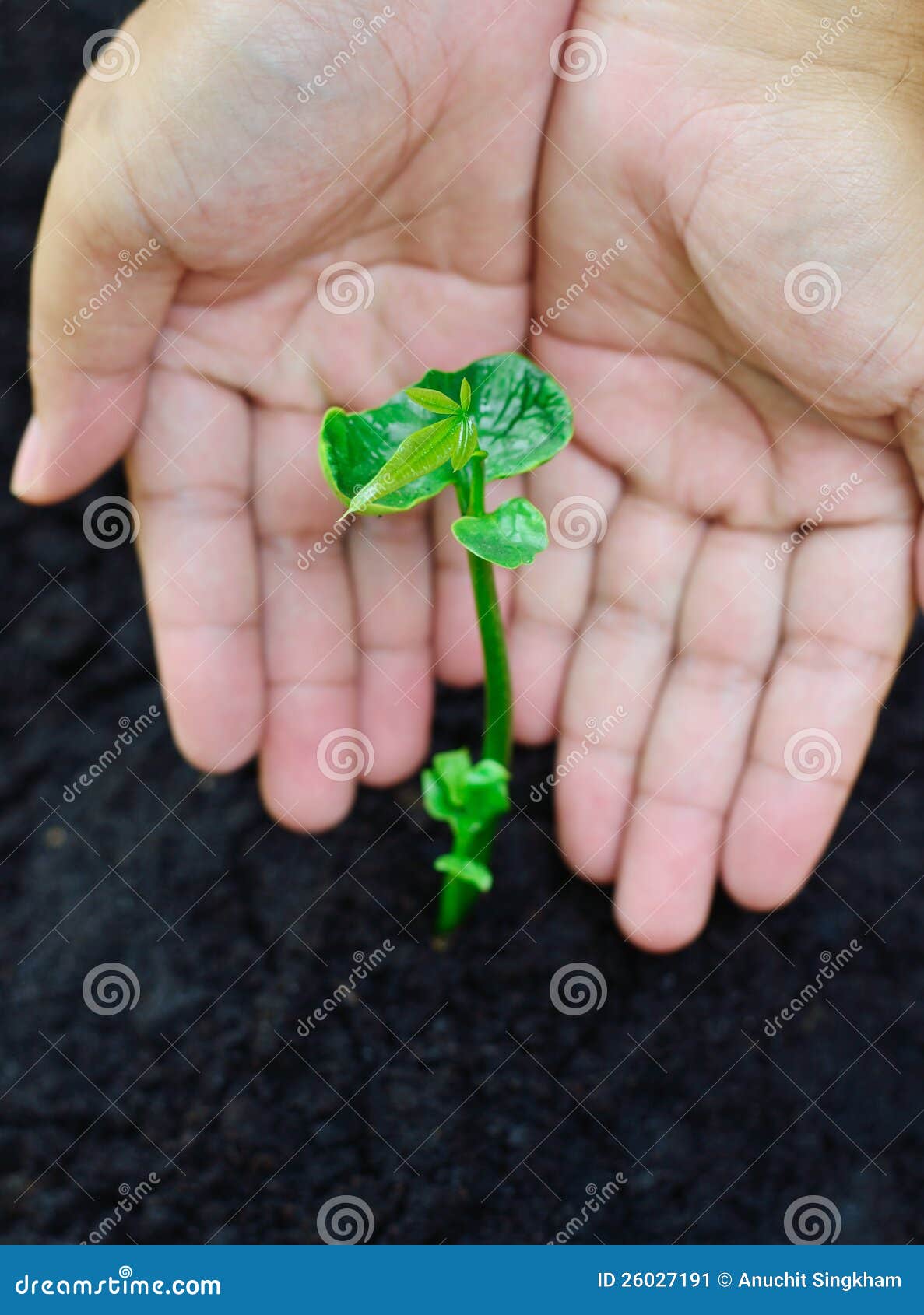Protect and Caring of a Young Plant Stock Image - Image of agriculture ...