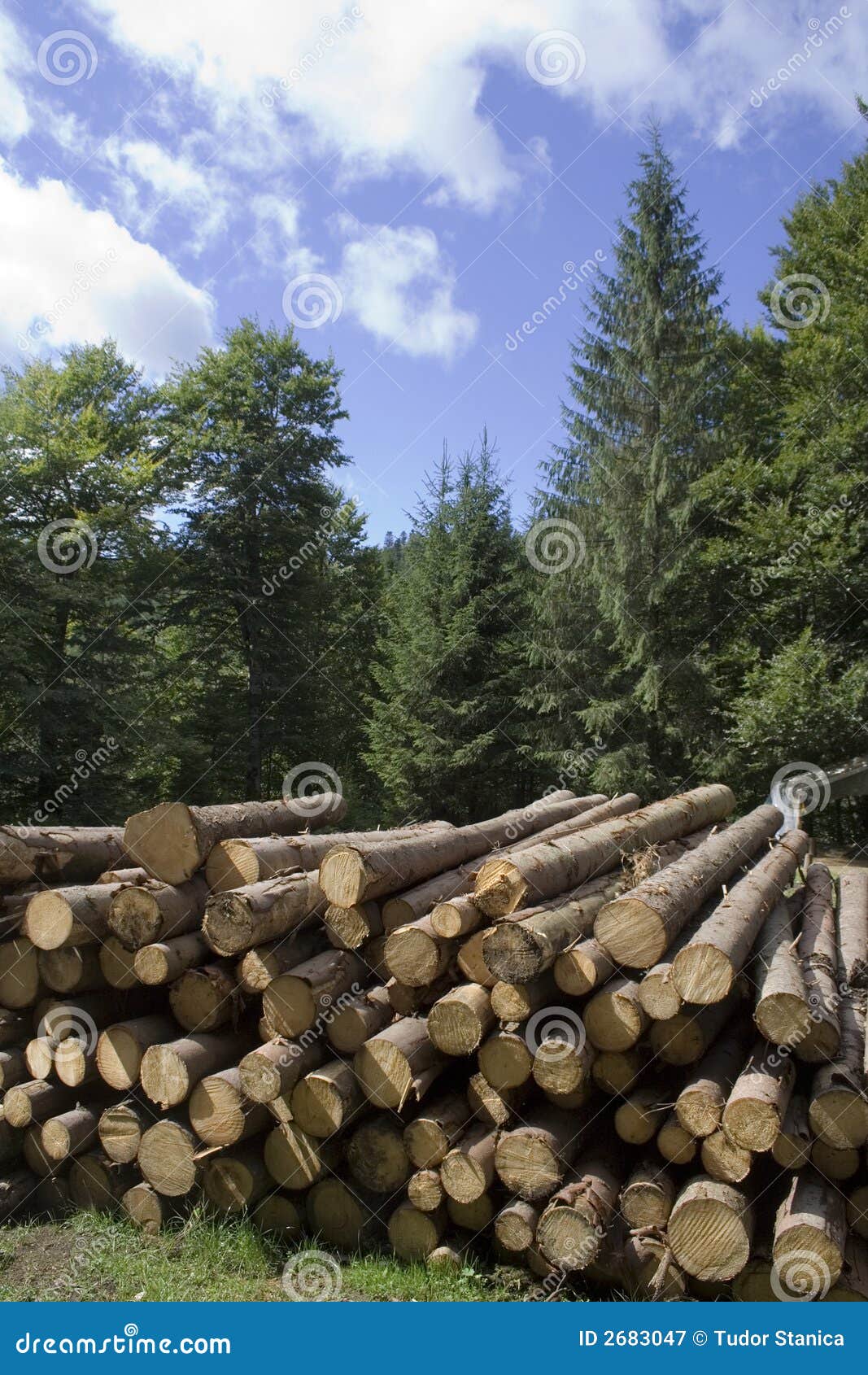 Protect the forest stock image. Image of forest, lump - 2683047