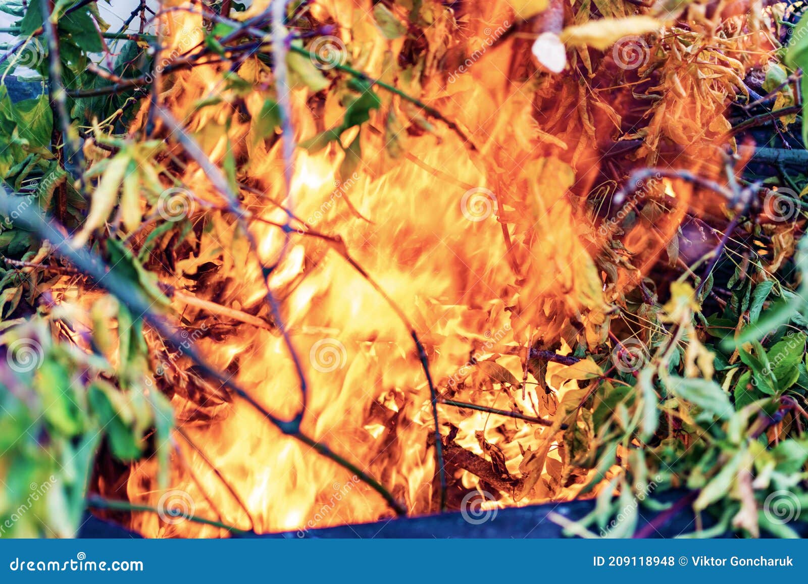 Protect the Forest from Fire. Forest Fire Close-up Red Flame. the Green ...