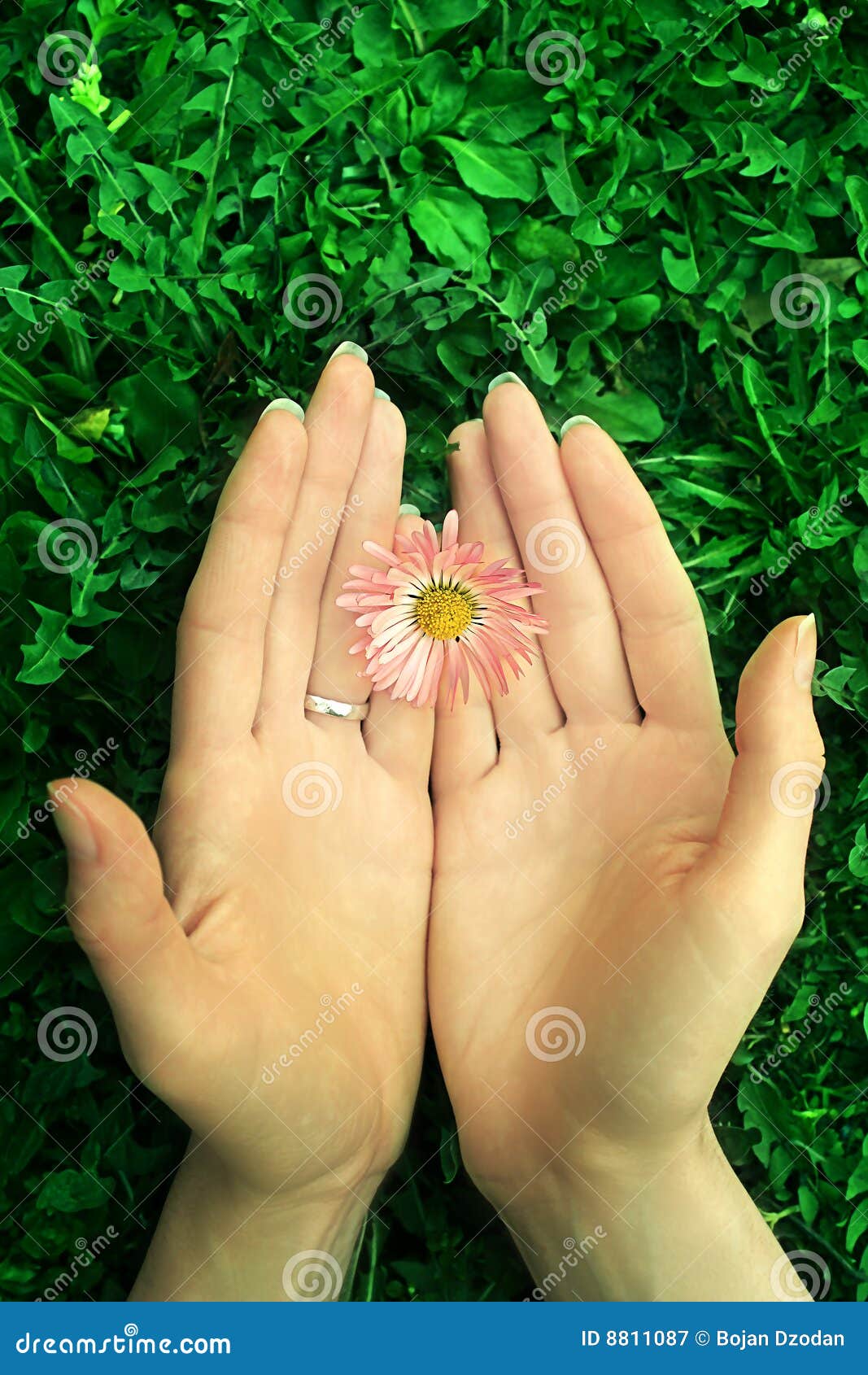 Protect Nature - Flower in Hand Stock Image - Image of hand, blossom ...