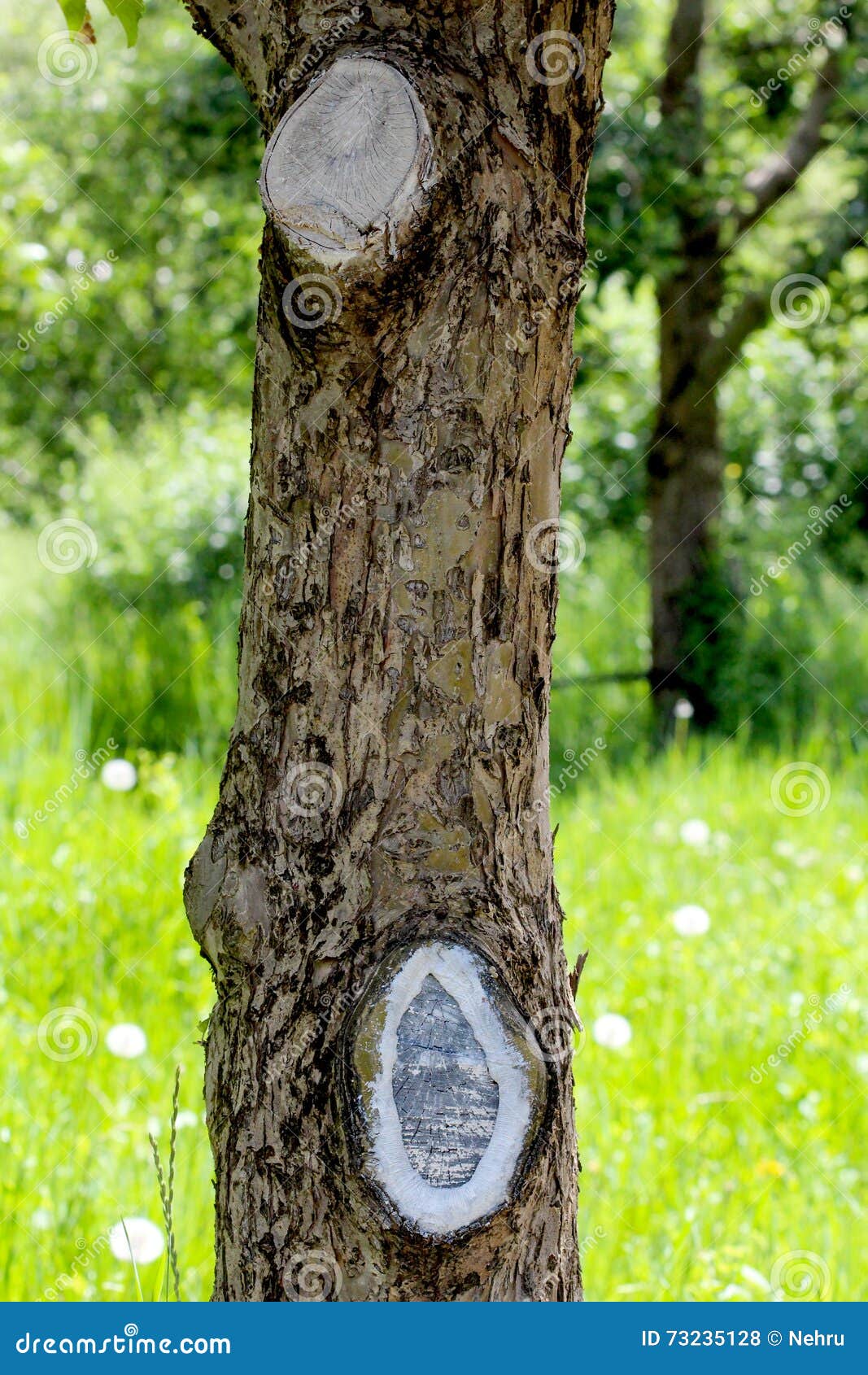 Protected Apple Tree Wound after Pruning Stock Photo - Image of heal ...