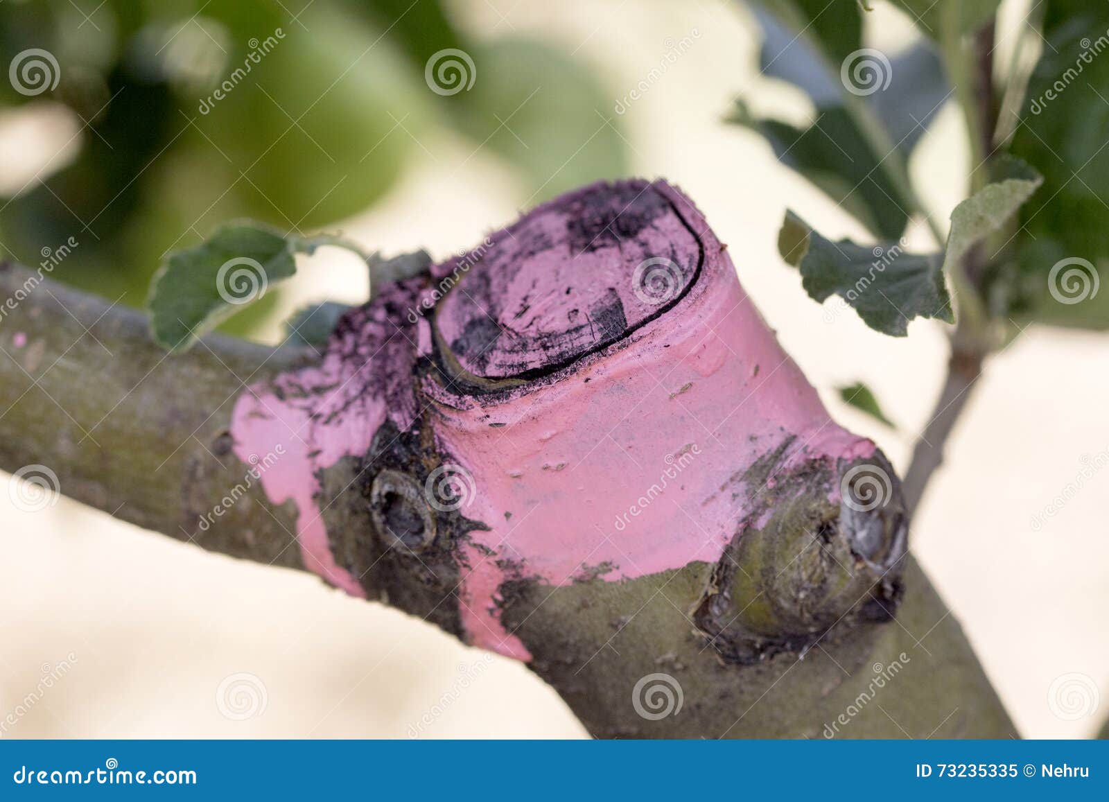Protected Apple Tree Wound after Pruning Stock Image - Image of spring ...
