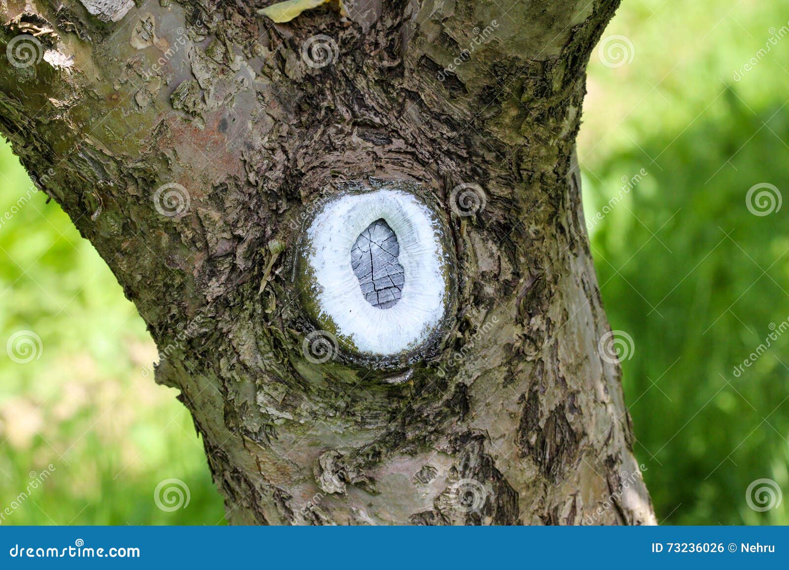 Protected Apple Tree Wound after Pruning Stock Photo - Image of garden ...