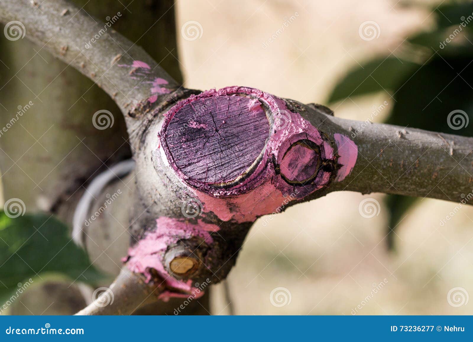 Protected Apple Tree Wound after Pruning Stock Image - Image of pink ...