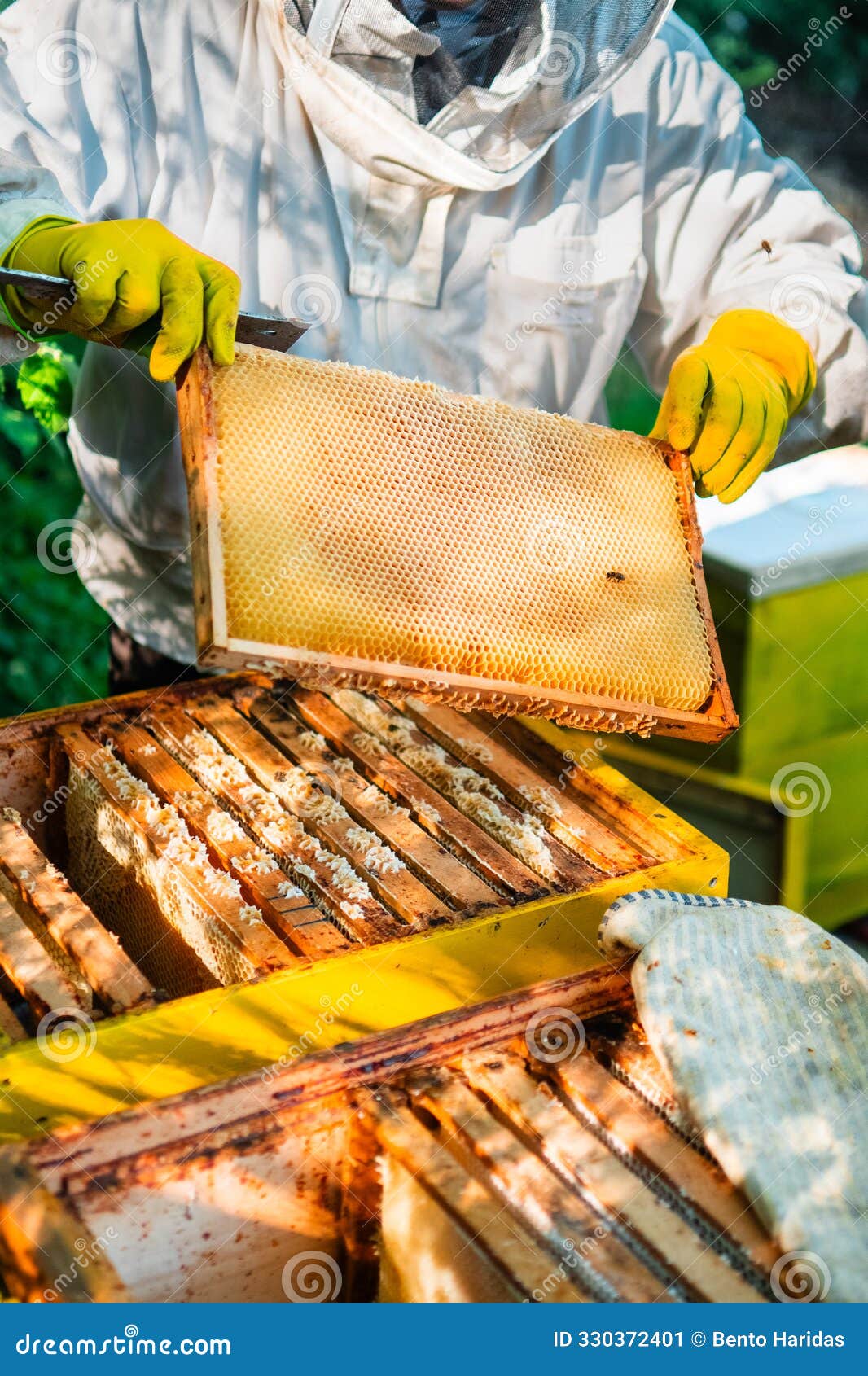 Protected Beekeeper Presenting a Beehive with Fully Developed ...