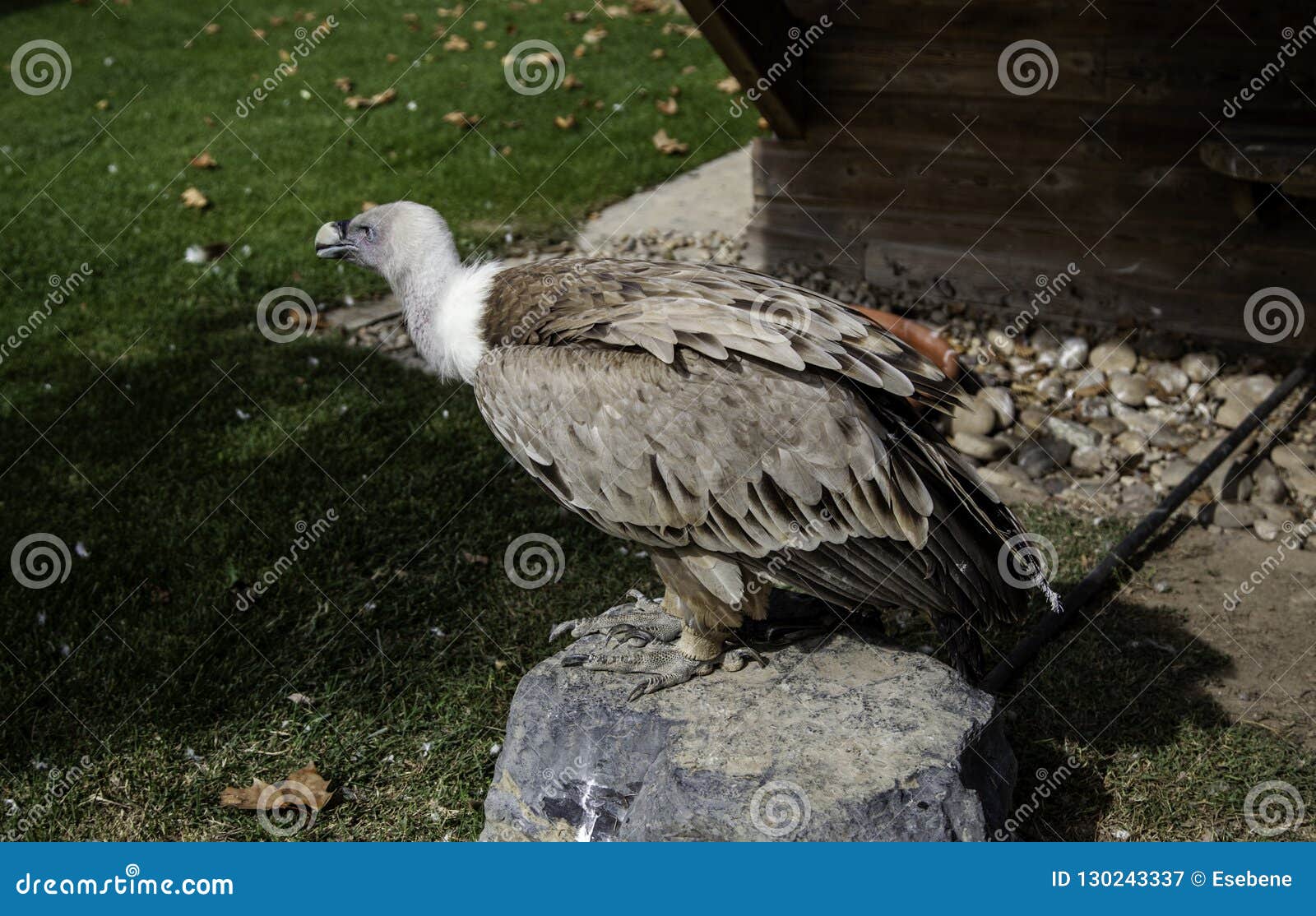 Protected Eagle stock image. Image of eagles, states - 130243337
