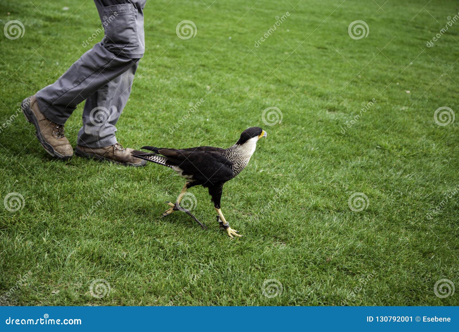 Protected Eagle stock image. Image of nature, haliaeetus - 130792001