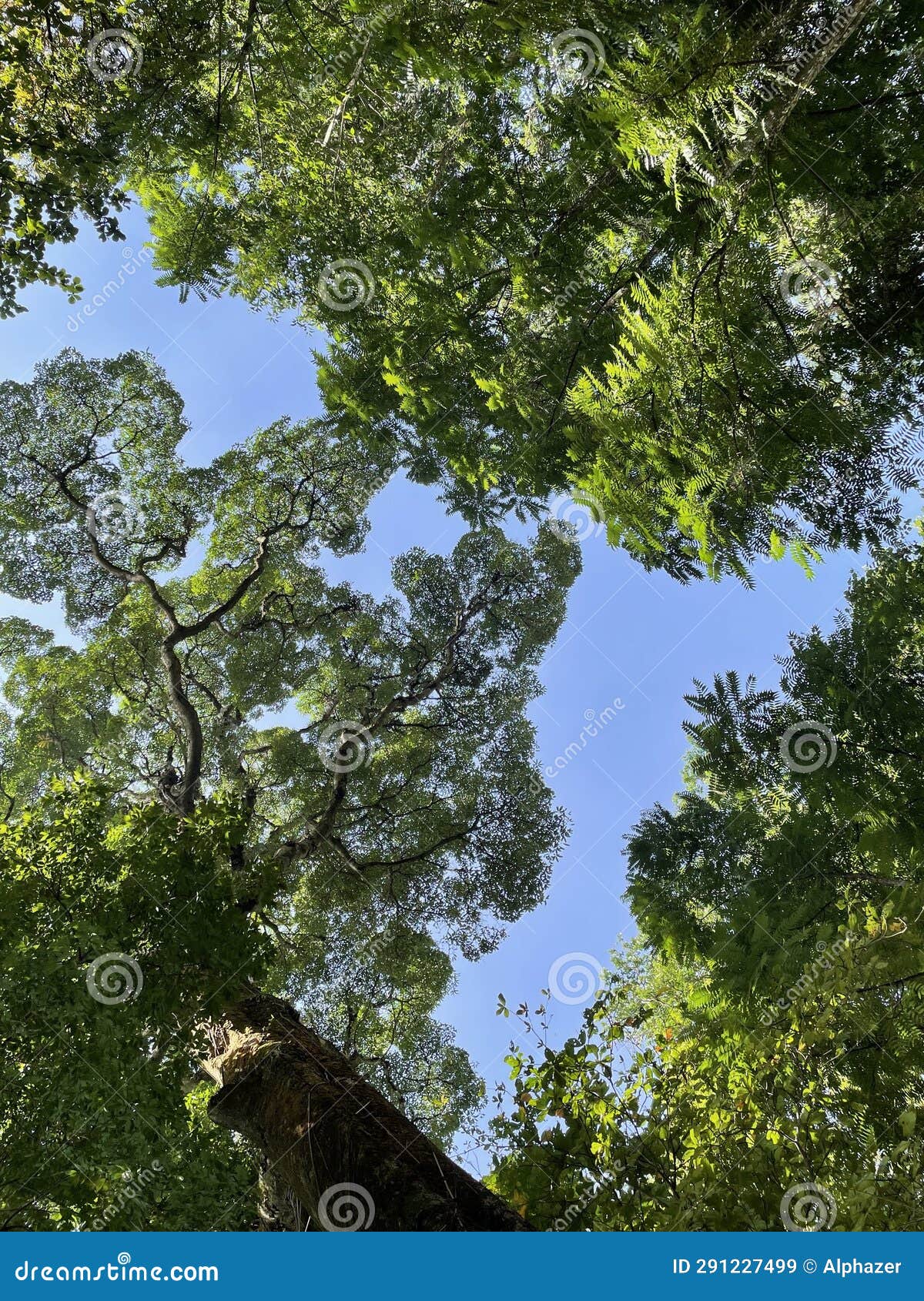 Protected Forest Conservation Stock Image - Image of hangout, freshair ...